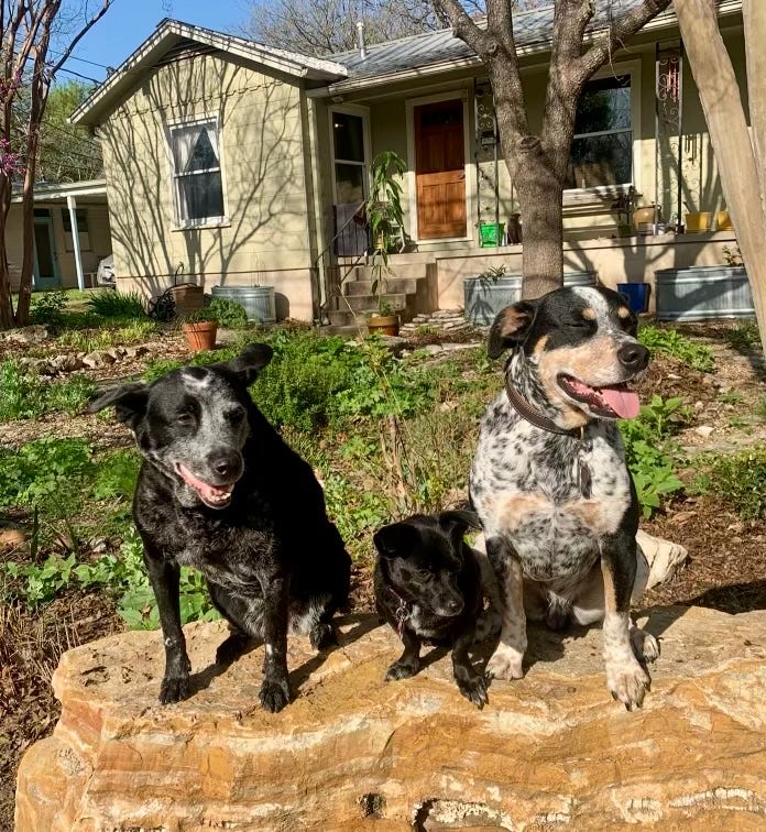 Three Pals - by Leah P - Lagomorpha