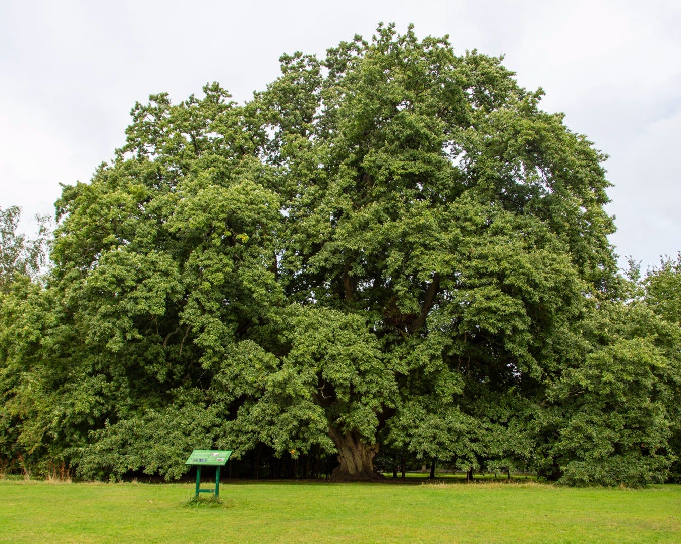 104. Holywood Big Oak - by Paul Wood - The Street Tree