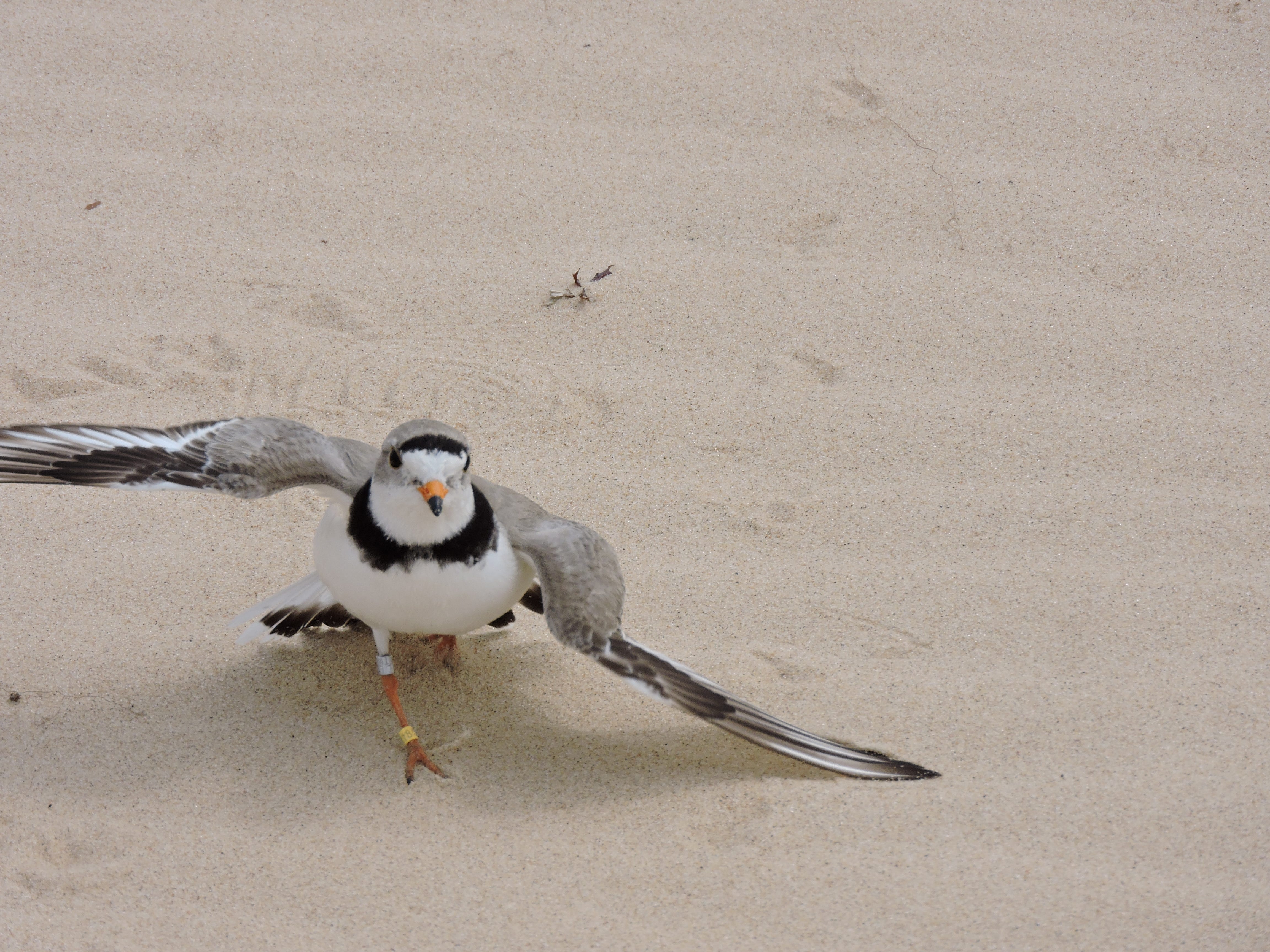 Plovers with local ties seen in Florida, Georgia
