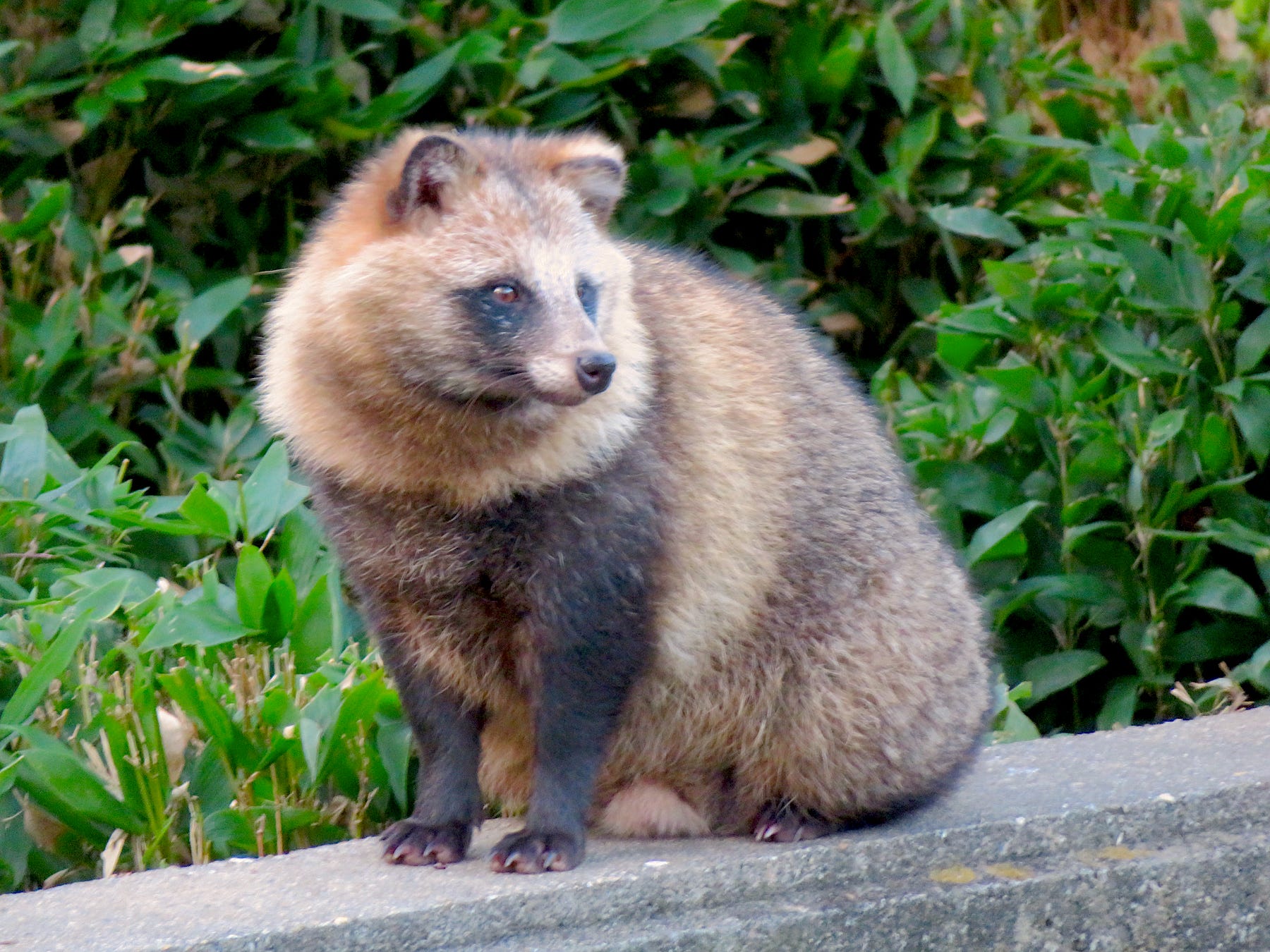 10 Animals You've Probably Never Heard Of - by Karen