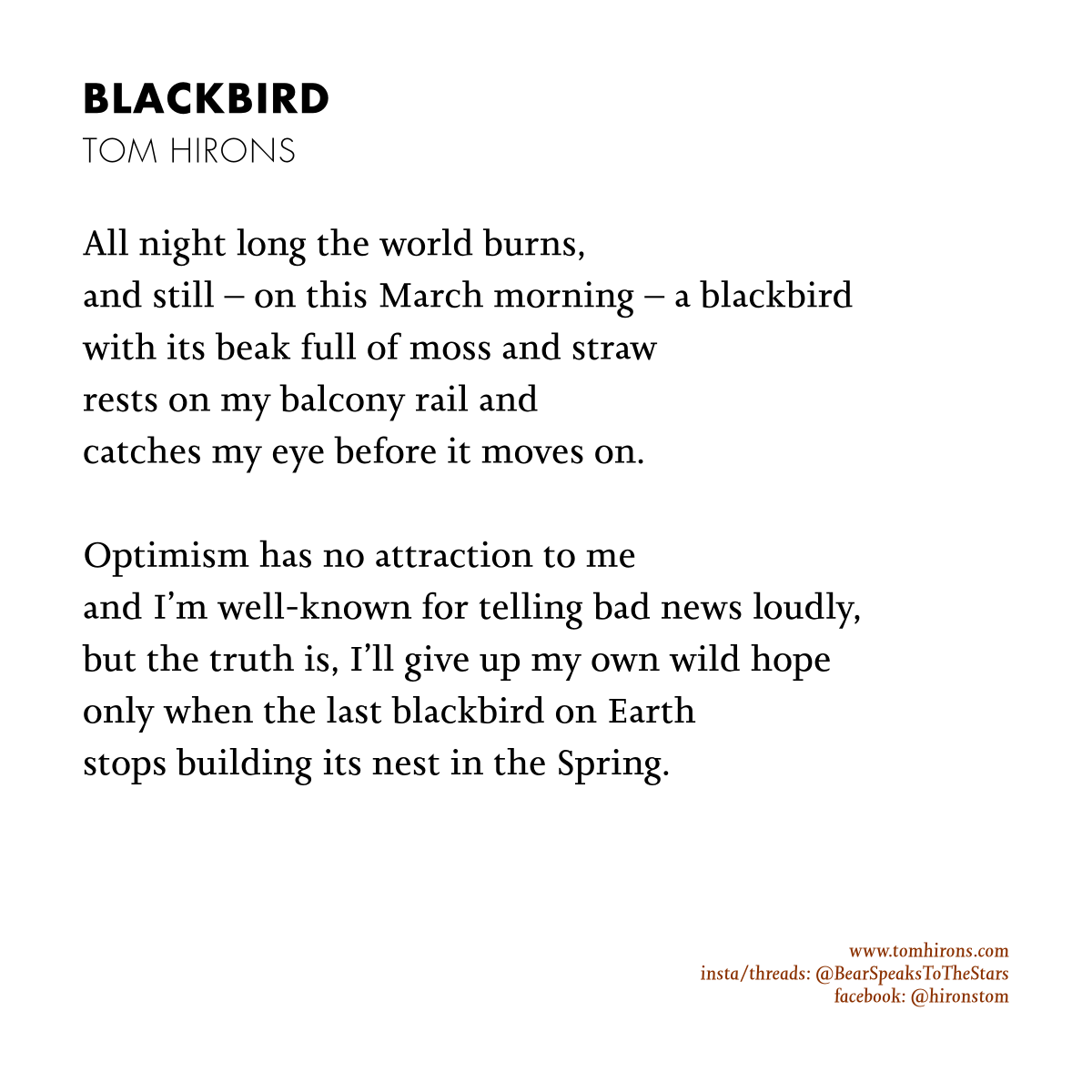 Blackbird - Thinking in Celandine - Tom Hirons