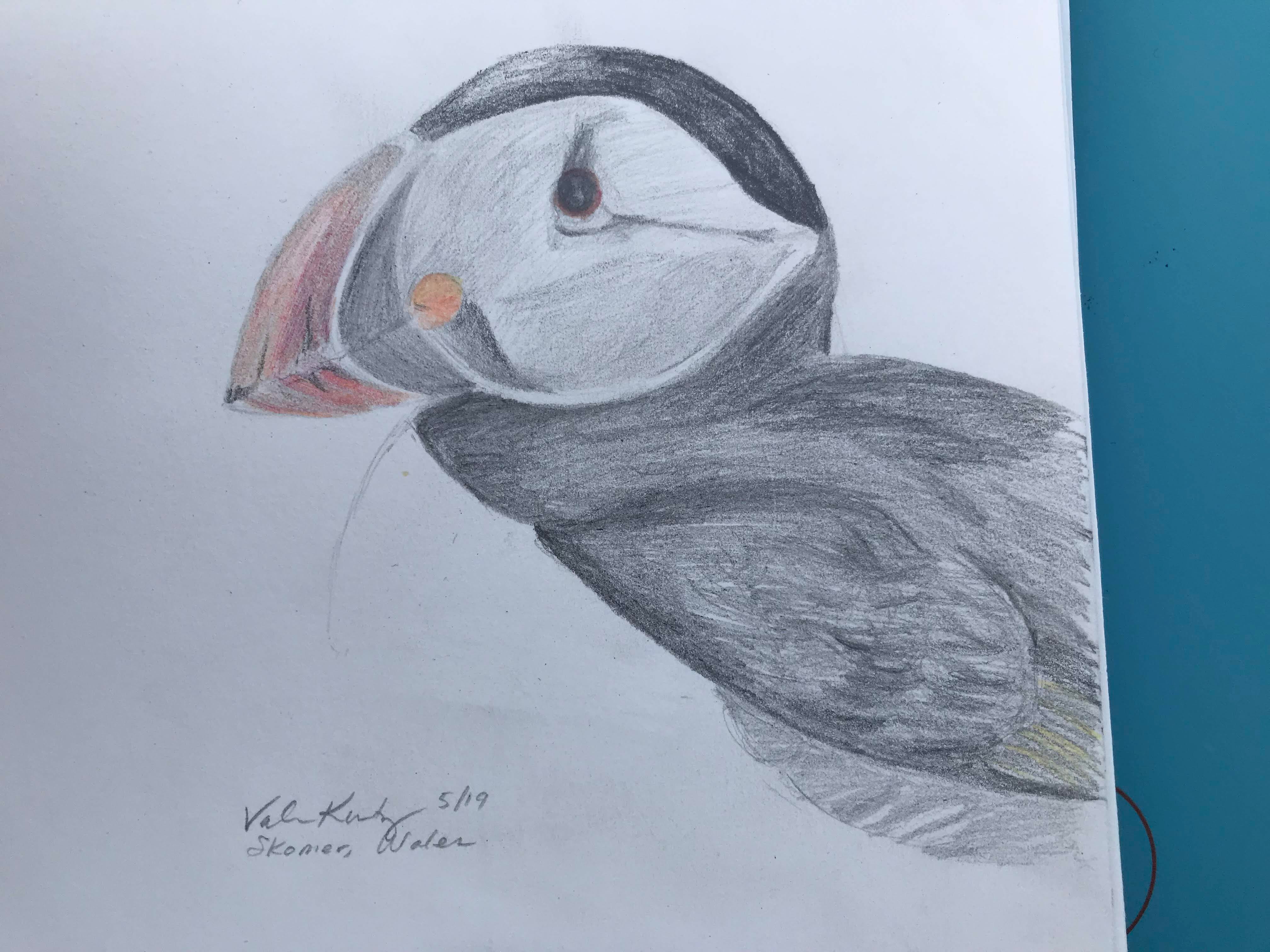 Drawing...Puffins? - by Valerie Kurtz - Valerie’s Substack