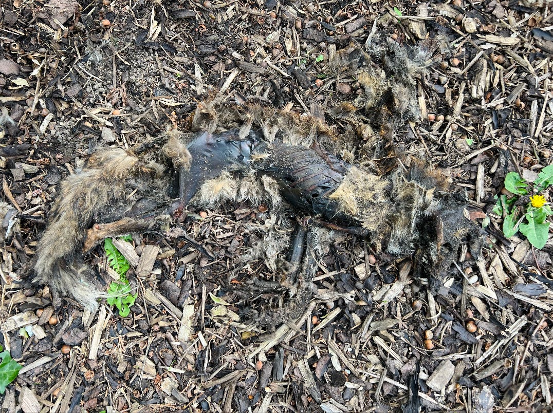 A synchronicity of foxes - by Laura Dodsworth