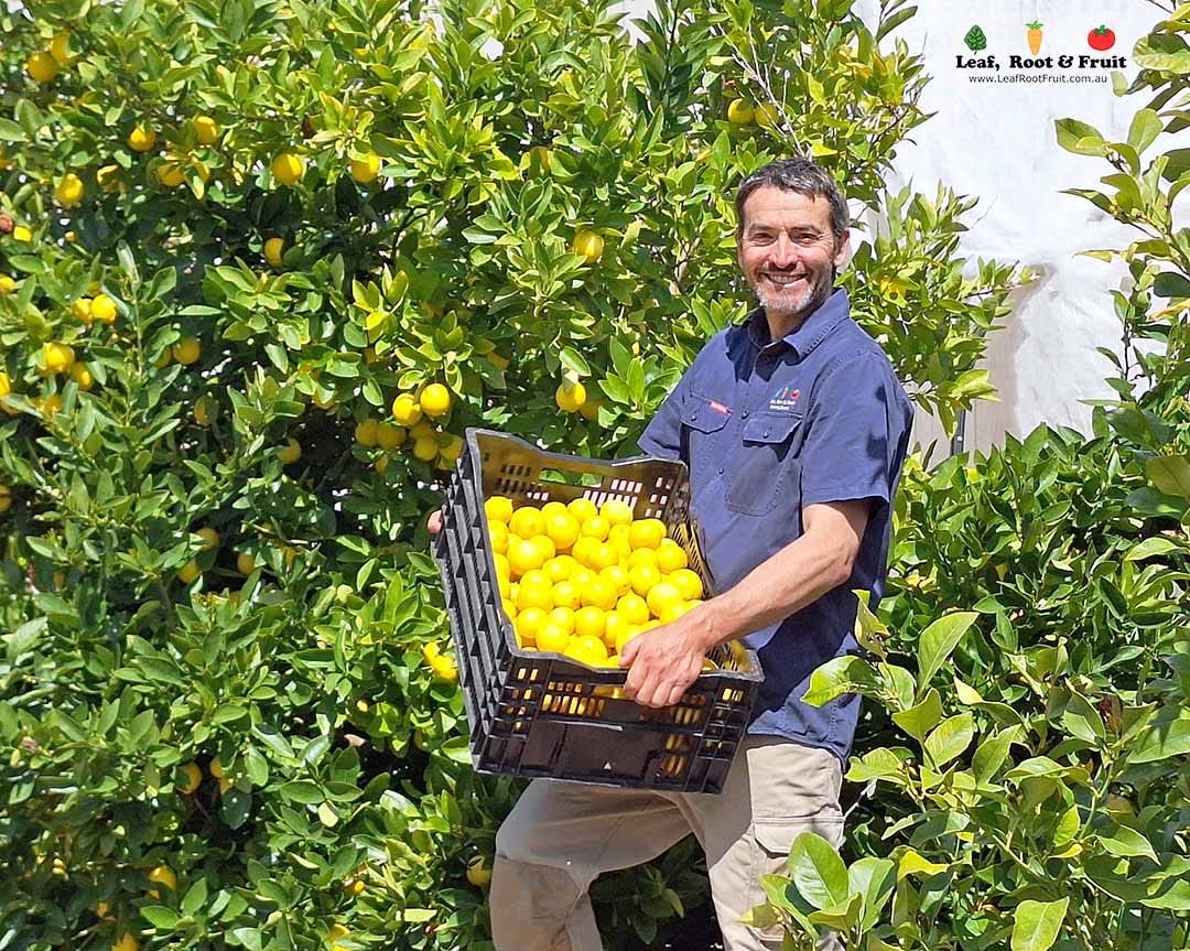 Growing Citrus in a Cool Temperate Climate