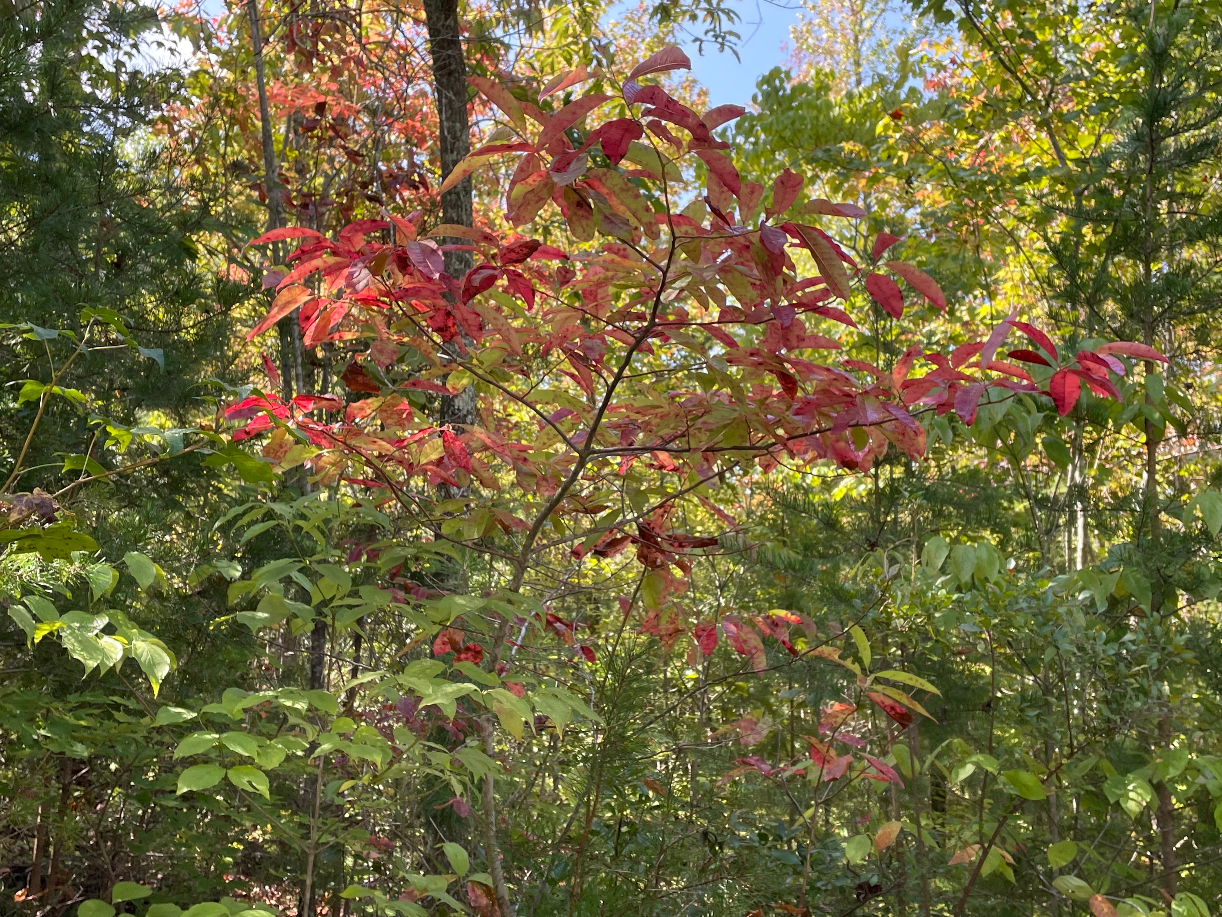 First signs of fall - by Jeanne Malmgren - Rx Nature