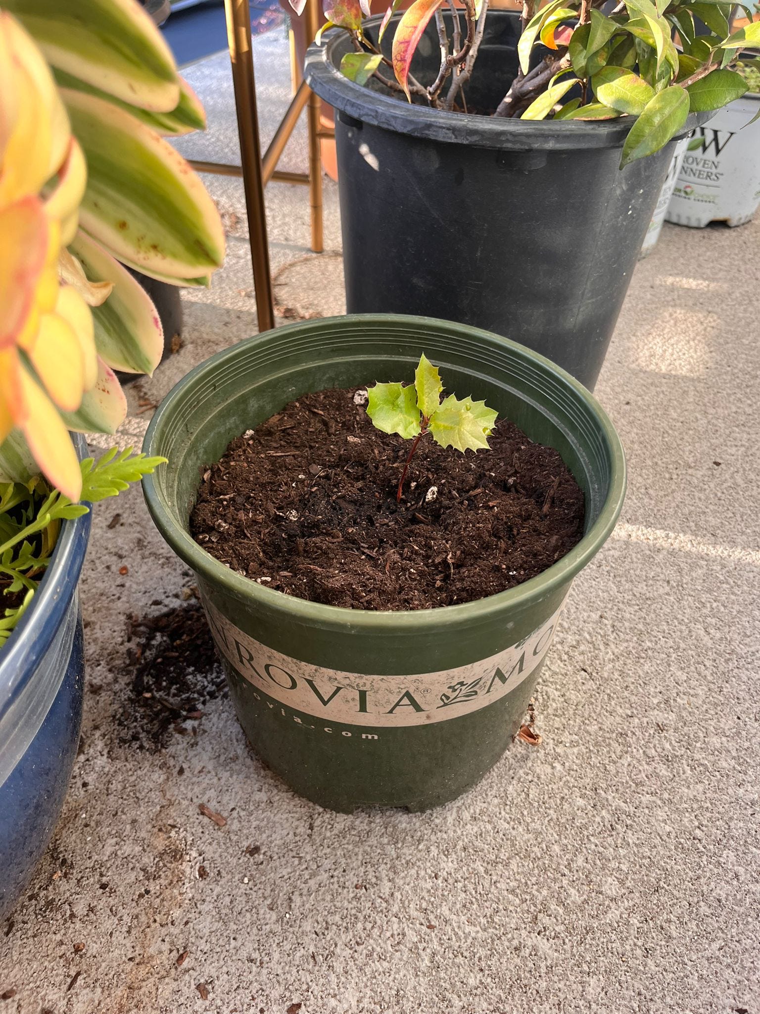 Some Spring 2024 forays (Jan-March) - by Sur - Meanderings