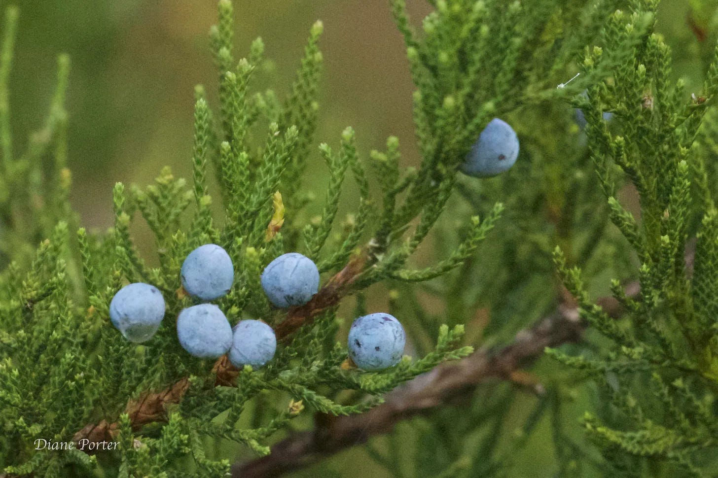 The Eastern Red Cedar - by Diane Porter - My Gaia