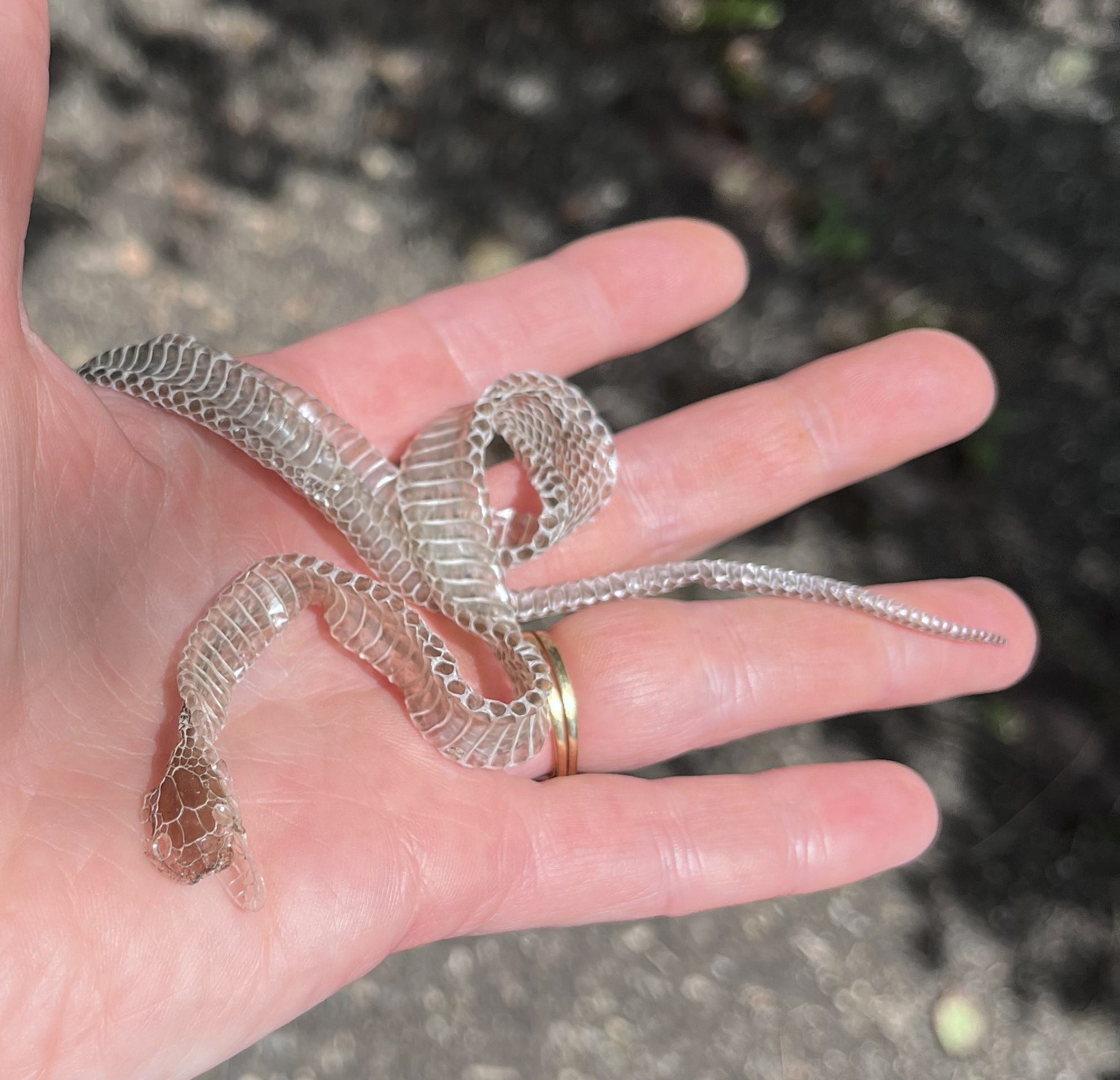 Snakeskins and other transformations - by Heather Tingle