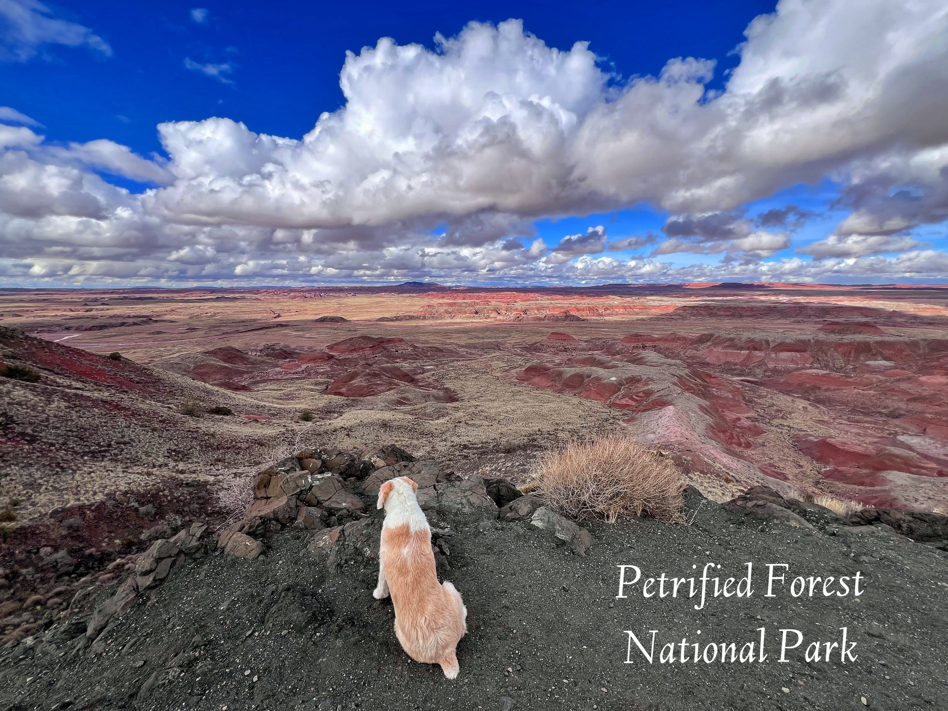 'Mudded Out' in the Four Corners - Tom Ryan, Author