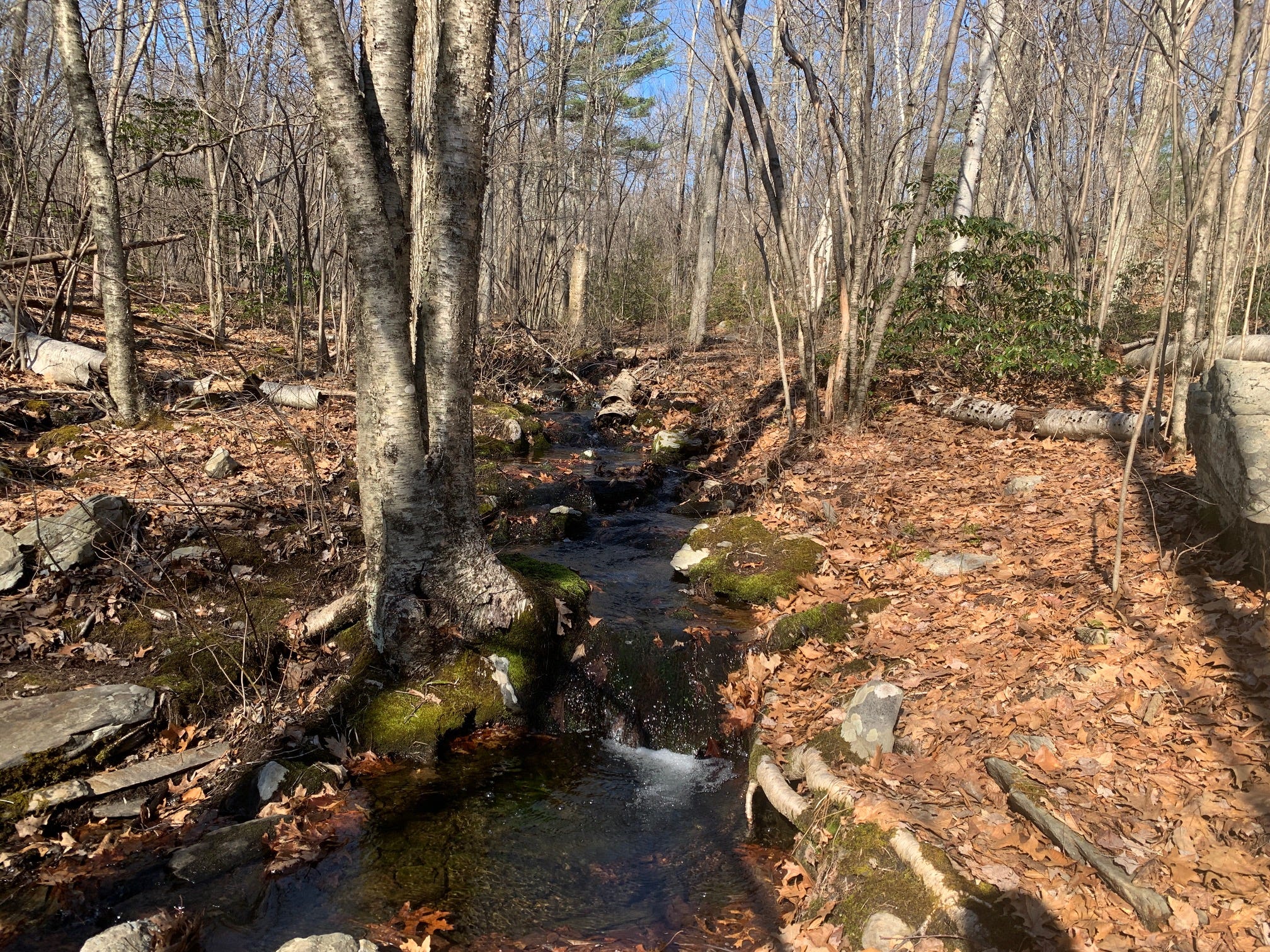 "Dog" spelled backwards - by Miles Howard - Mind the Moss