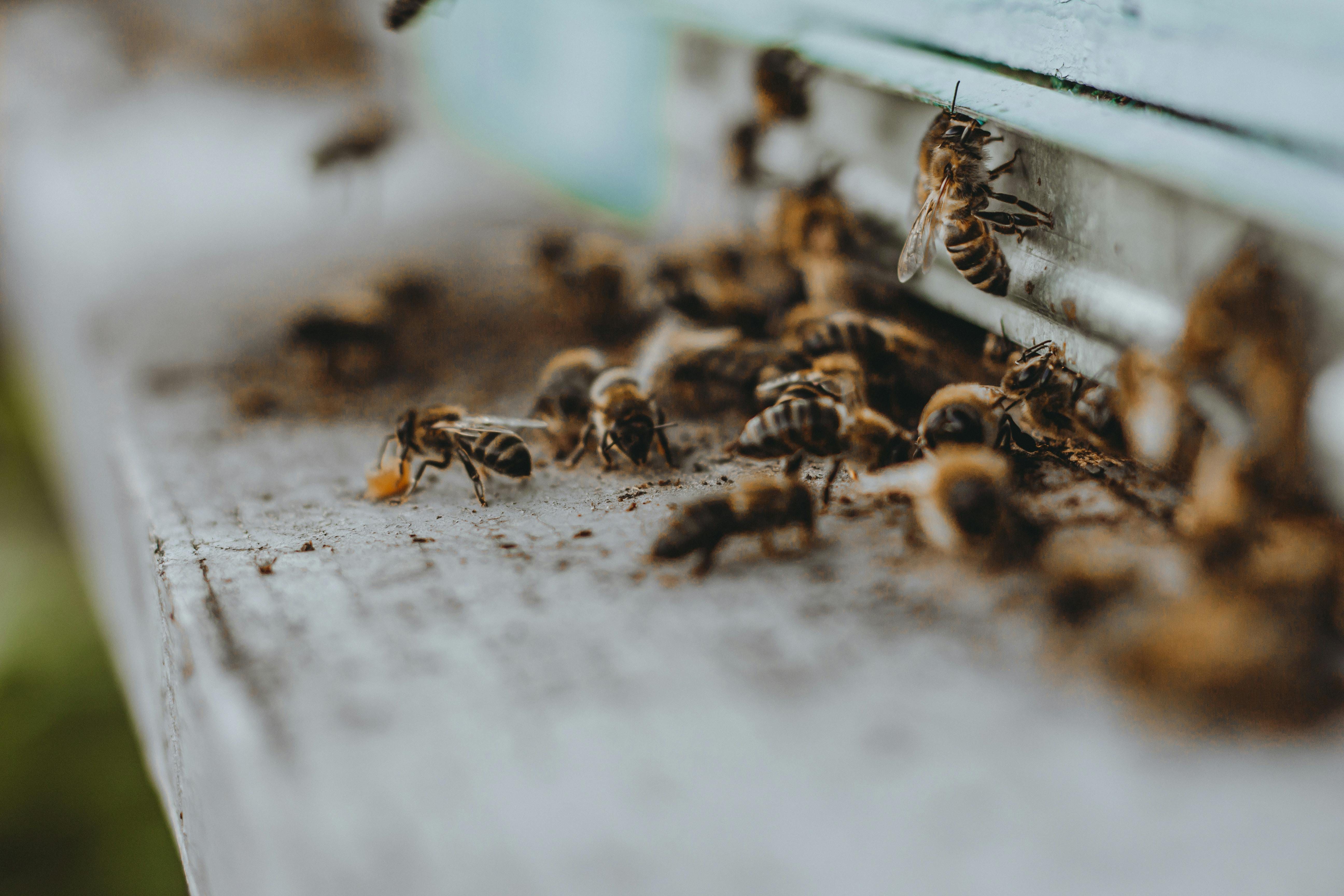 5 must-do Spring beekeeping tasks for a healthy and successful hive