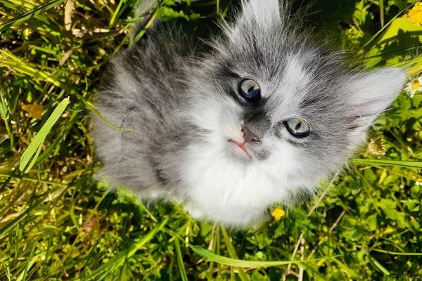 Wonkette Top Ten Stories Of The Week Are Feeling Smurfy