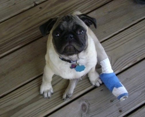 When getting hit by a bus saves your life The story of Chip the Pug