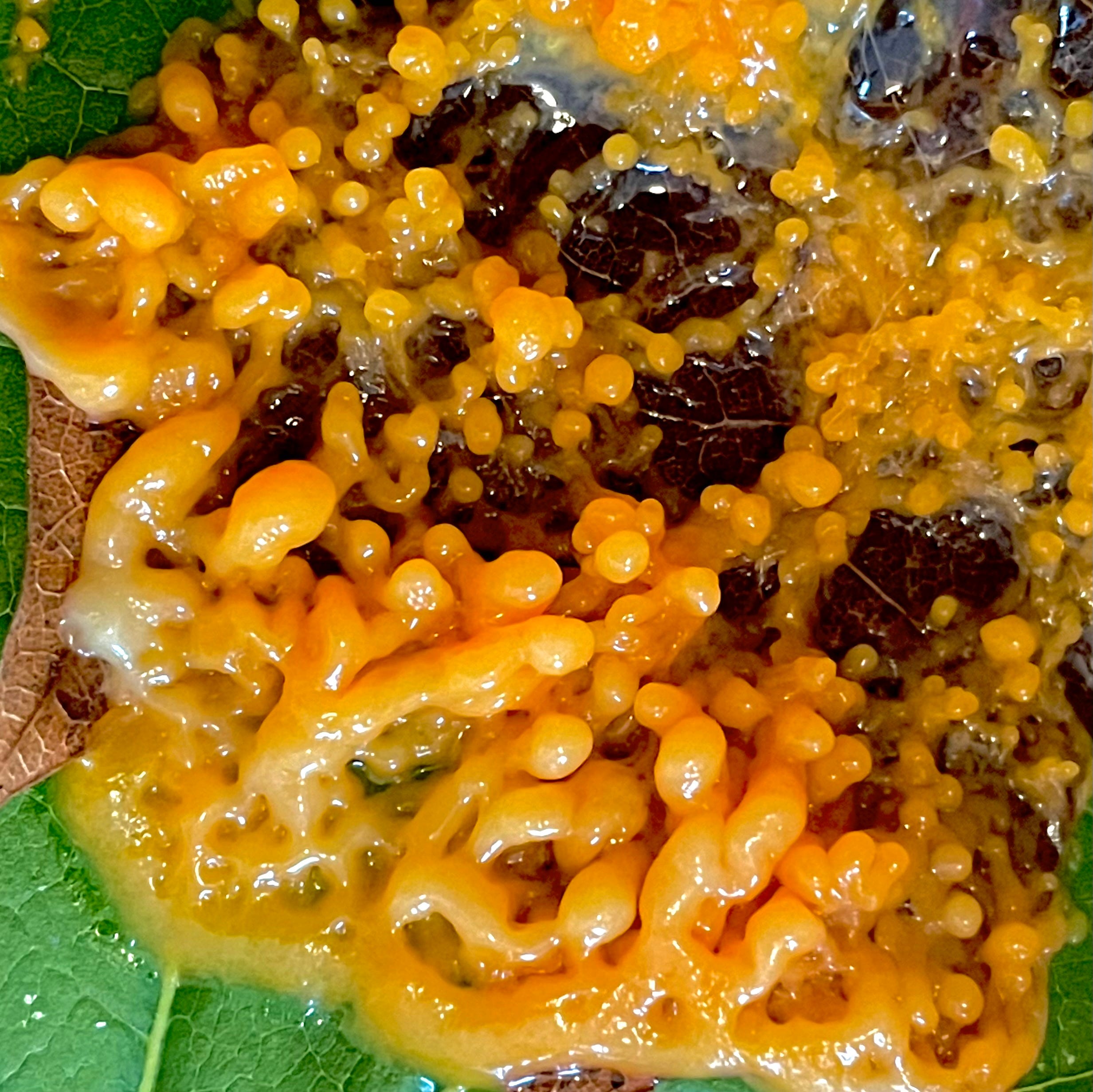 Slime & Tentacles: Rick's 2023 in Review - by Rick Claypool