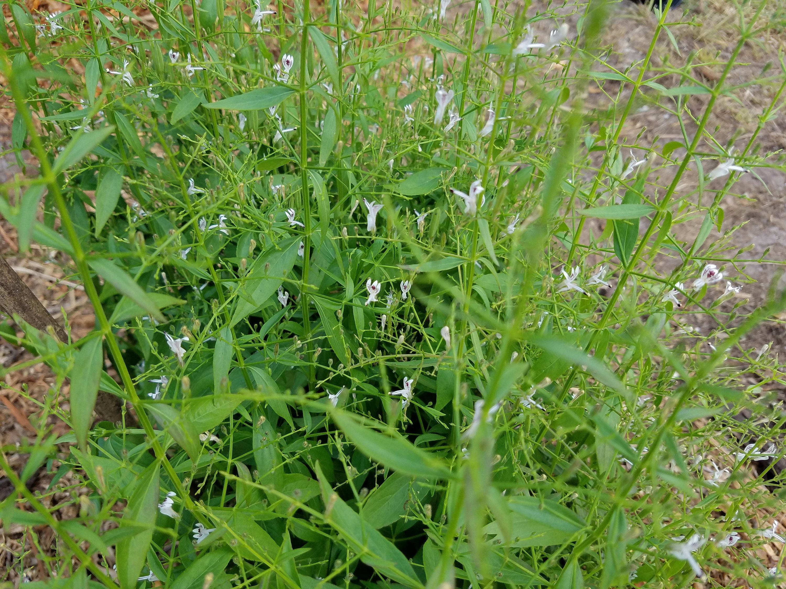 Kalmegh, Chuan Xin Lian, or Andrographis paniculata, King of Bitters