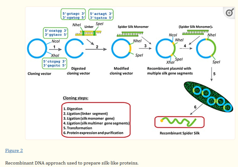 Spider Silk Polyamide Polymers Applications In Self Assembly ...