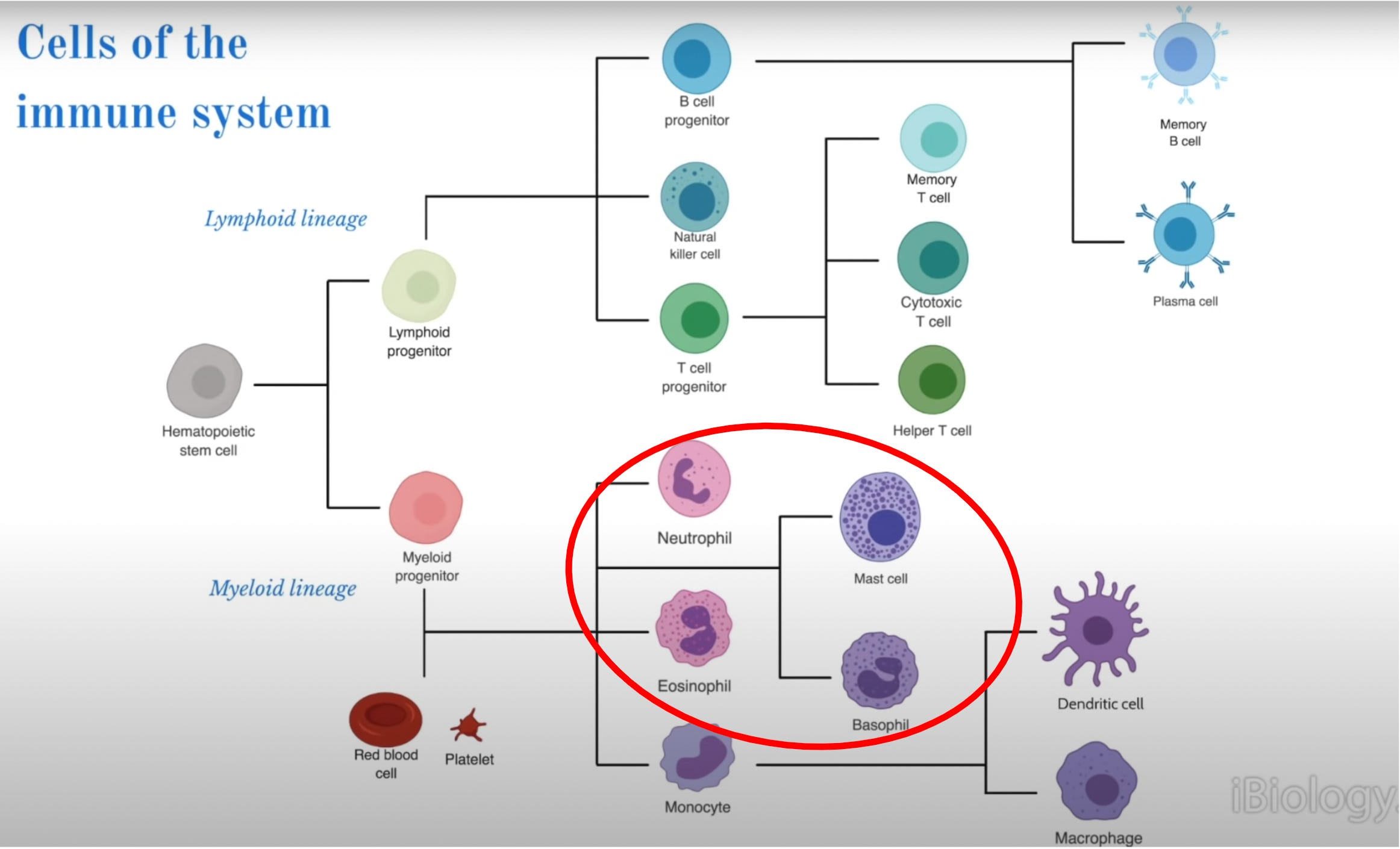 Why antibody levels do not equal "immunity": Part 3