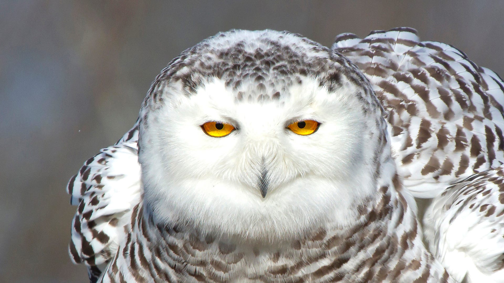 Snowy Owls in Decline - by Bryan Pfeiffer - Chasing Nature