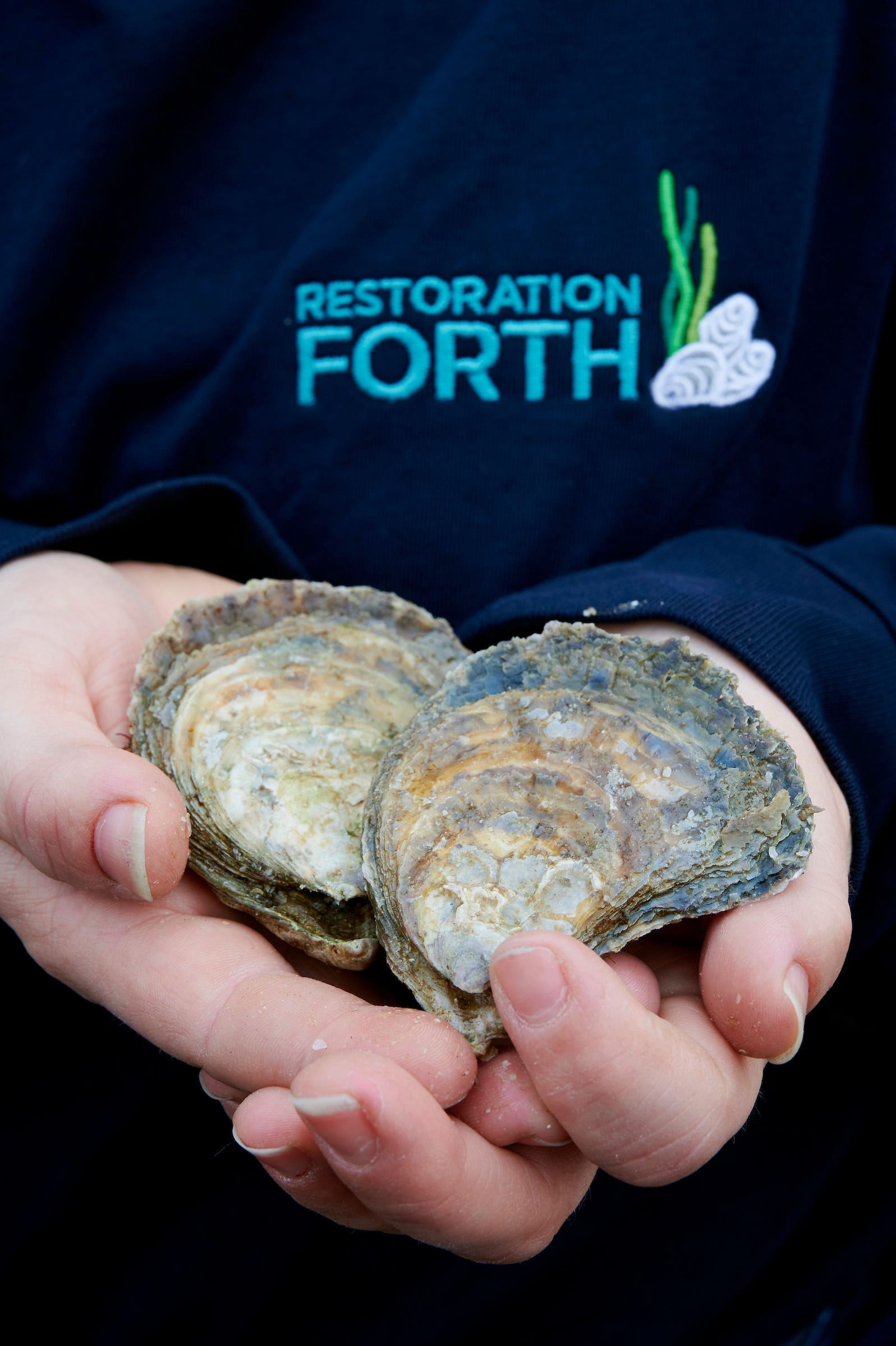 How oysters are returning to the Forth after 100 years