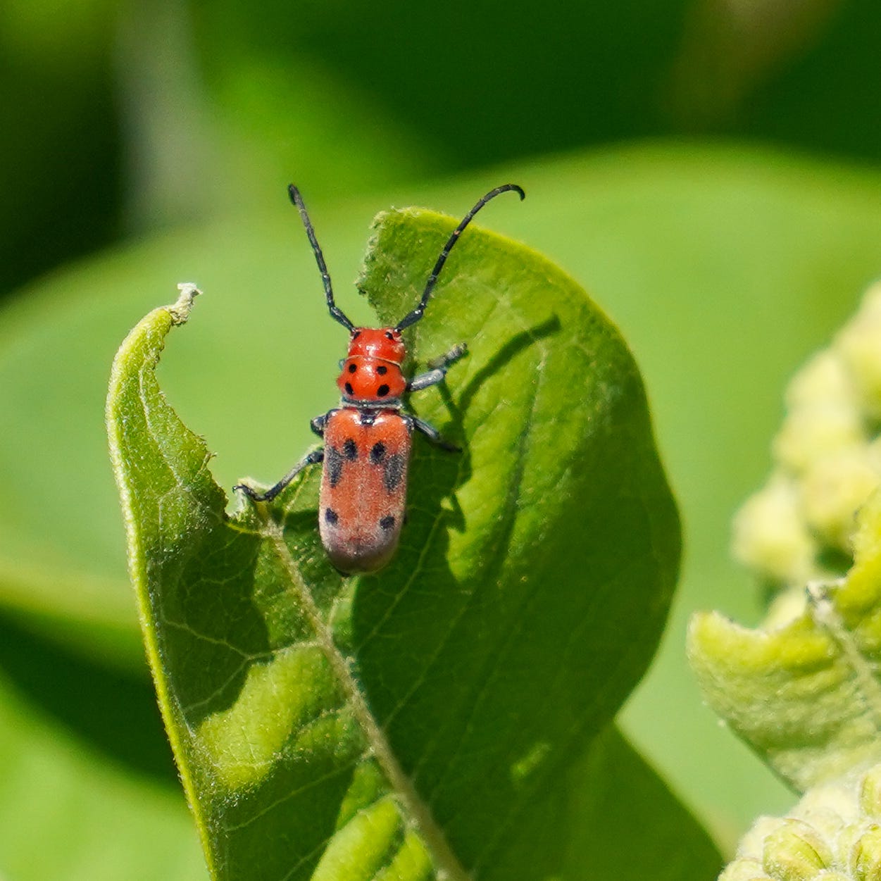 The Red Milkweed Beetle - by Jeanine Farley