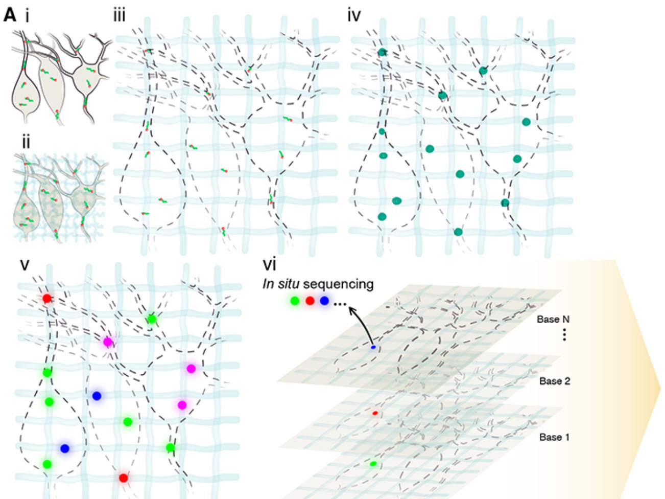 Landscape of Imaging-based Spatial RNA Technology: Part II