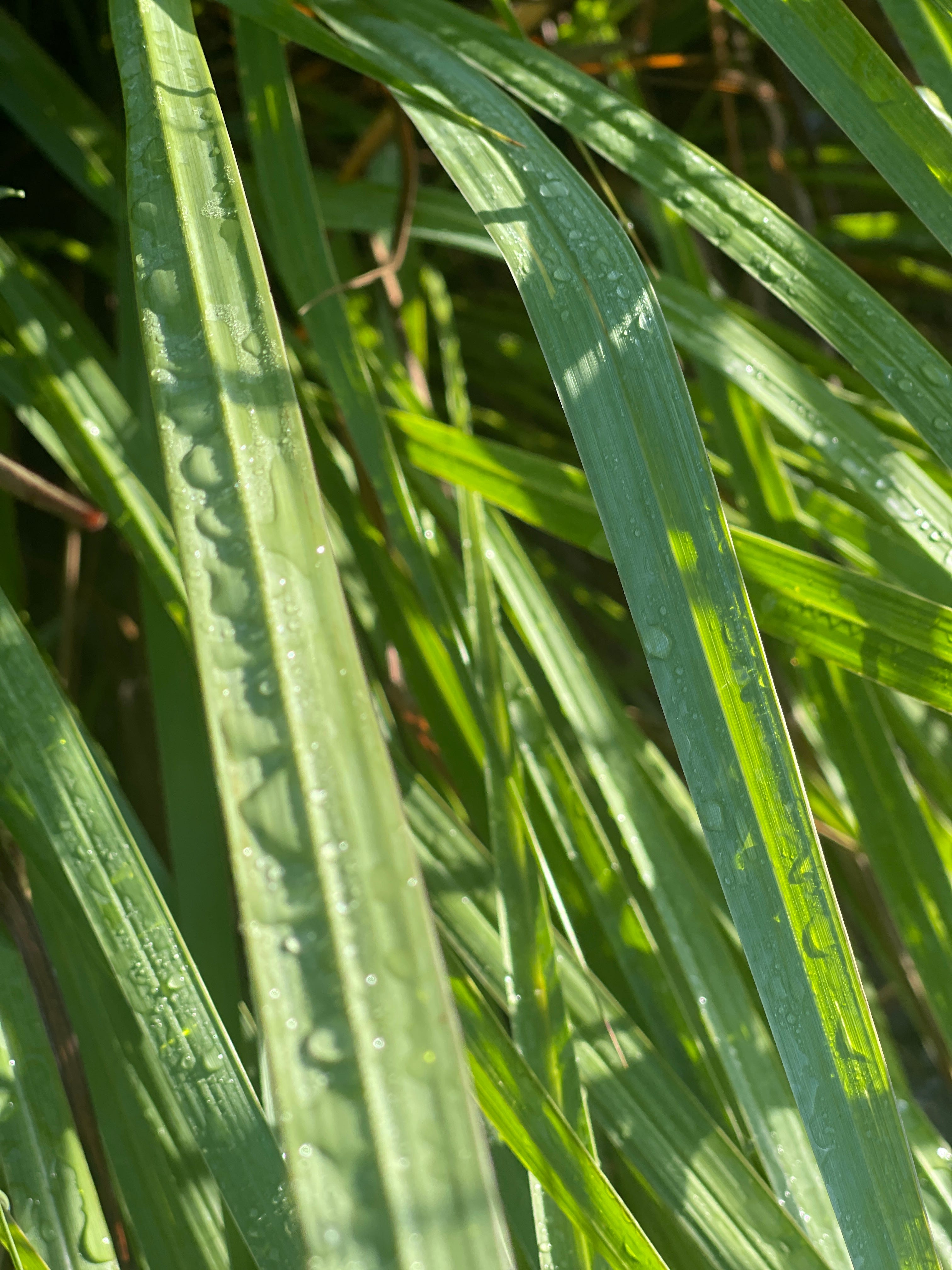 Bamboo - by Bev Levine - Bev’s Substack