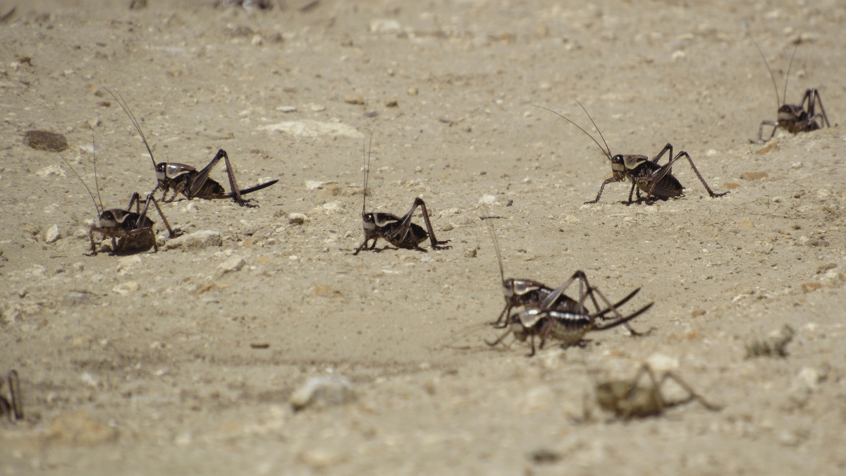 Massive cricket invasion takes over Utah town, leaving residents ...