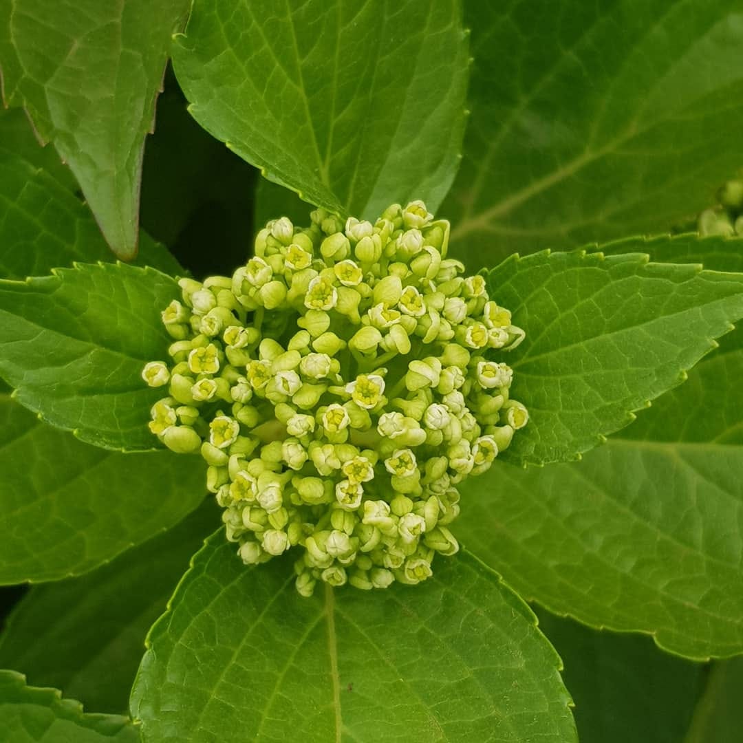 Why I Love Green Flowers in the Garden