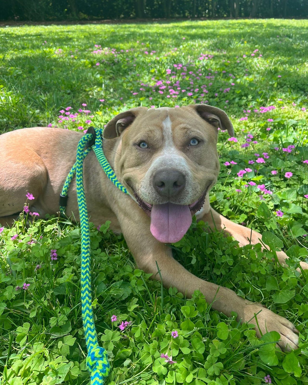 ASPCA spends millions on salaries, little on animals