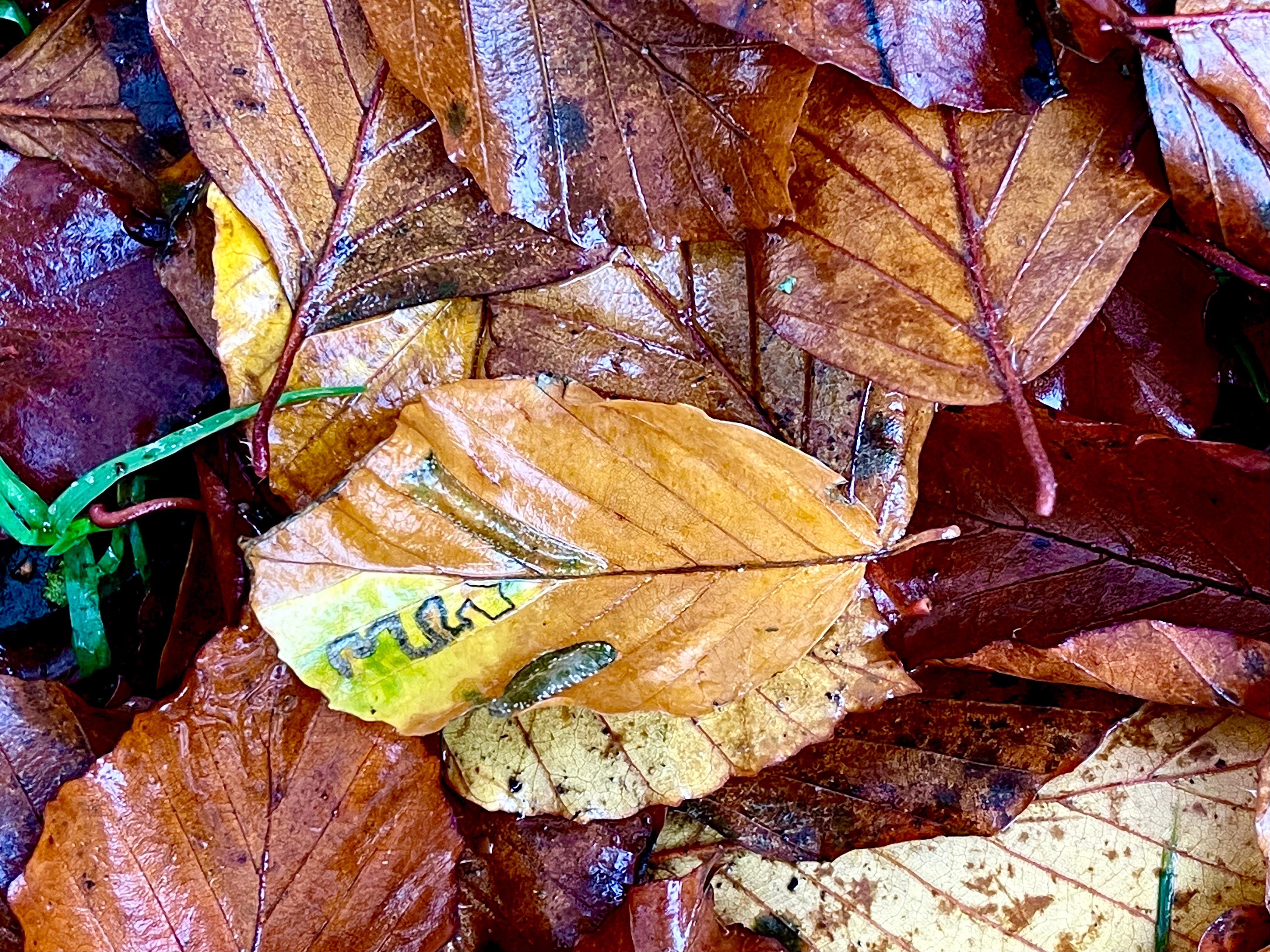 Dark Moon - by Amanda Claire Vesty - Forest Heart