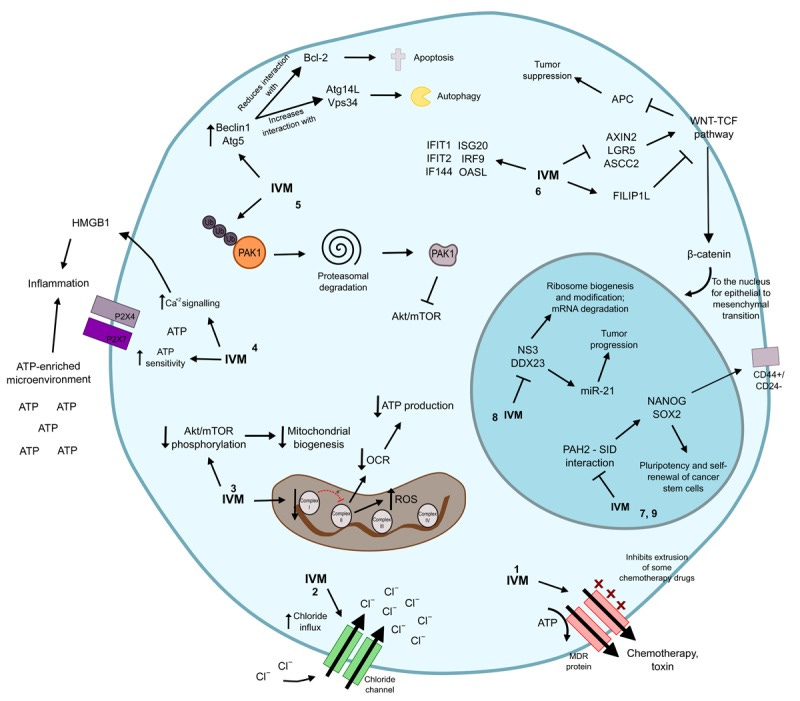 How Ivermectin Fights Cancer: Mechanisms of Action Explained (2025)