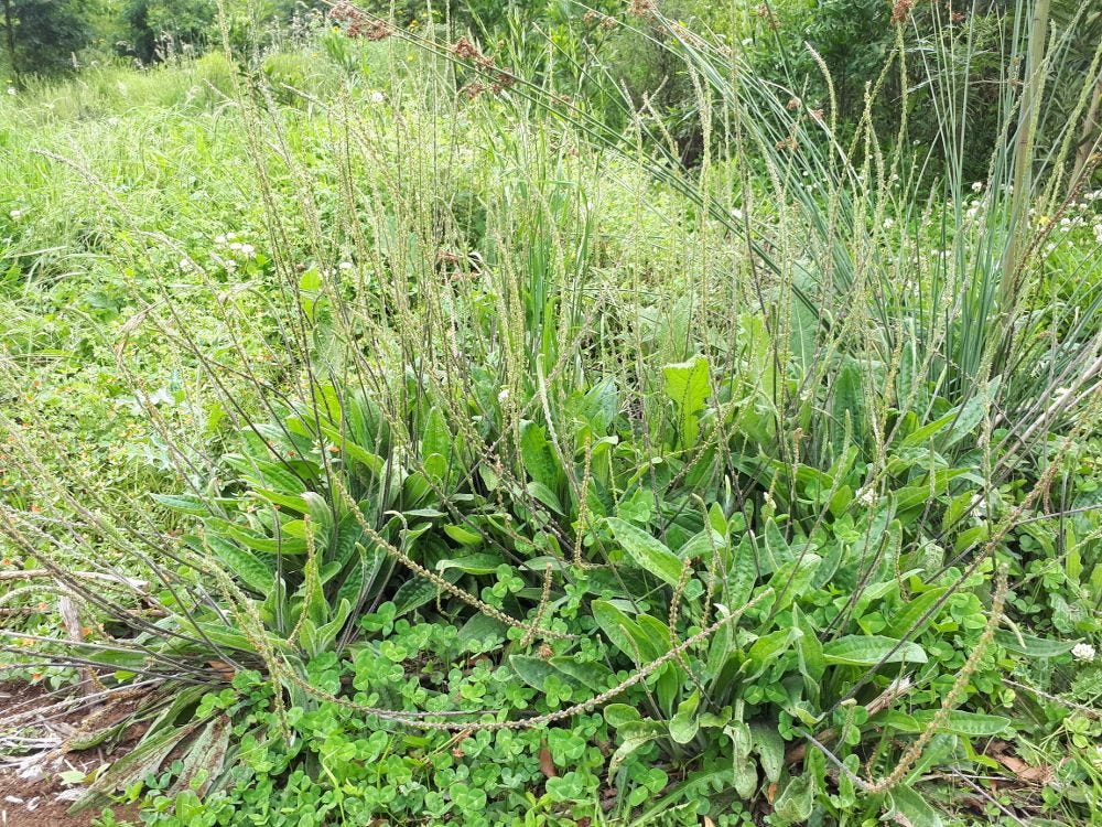Native Ribwort/Plantain - by JP - Bush Food Forager