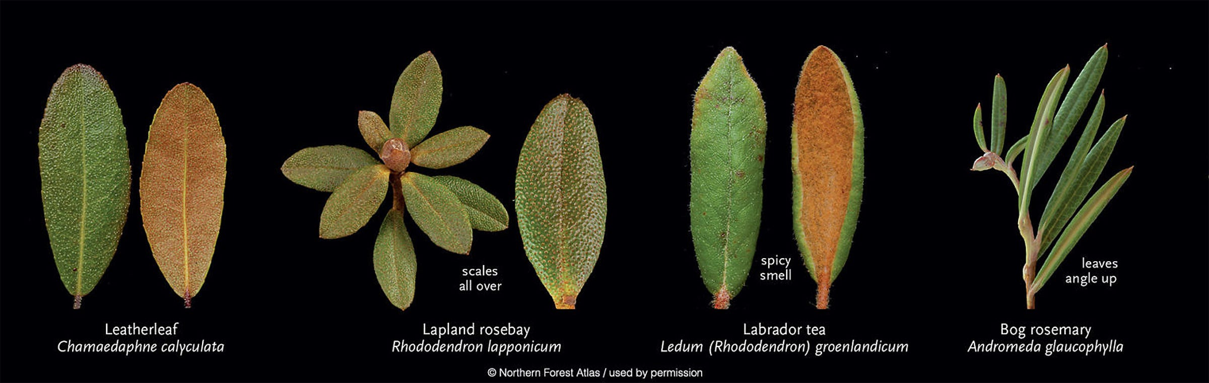 ECO RESOURCES - by Bryan Pfeiffer - Chasing Nature