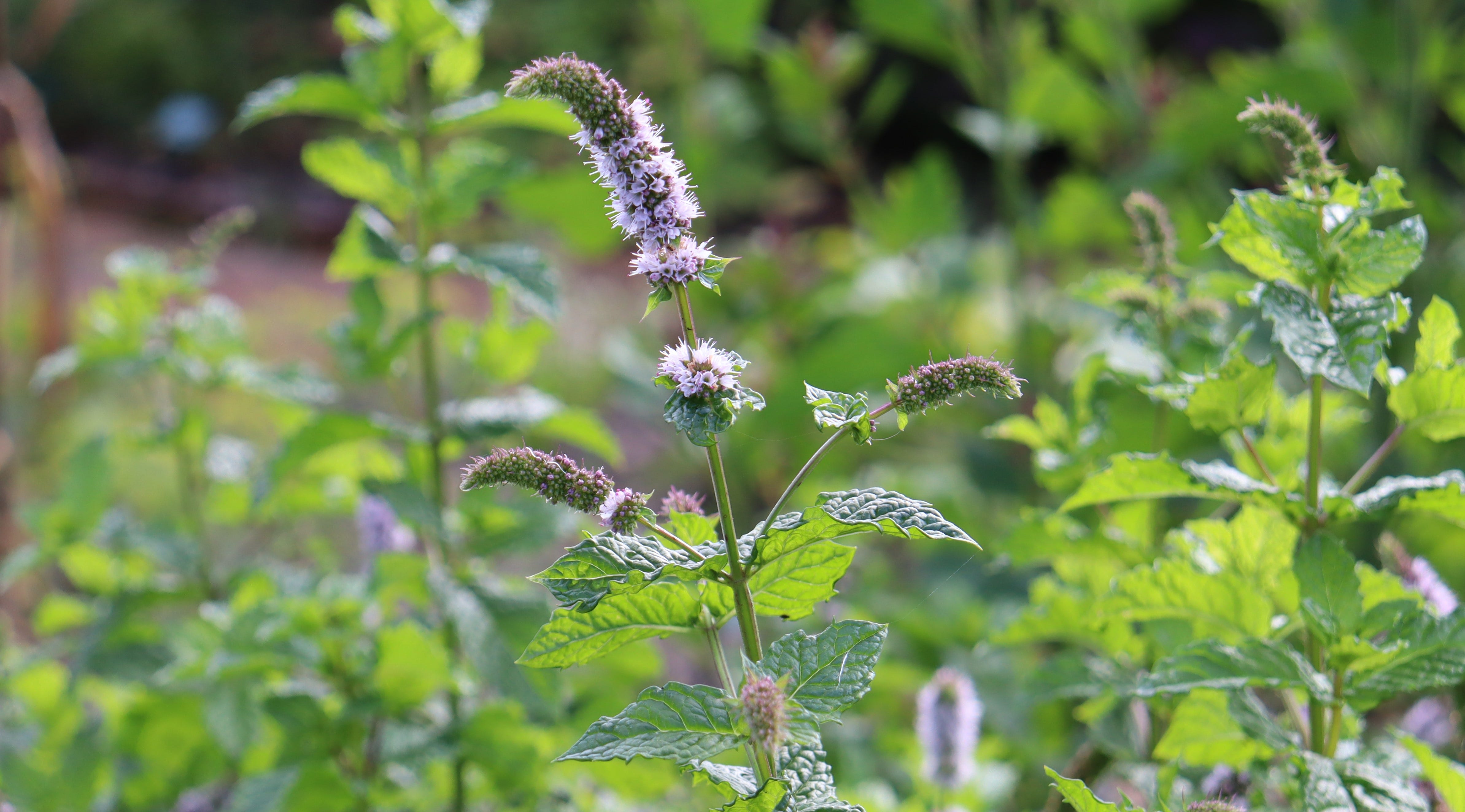 The best self seeding plants - by Kim Stoddart