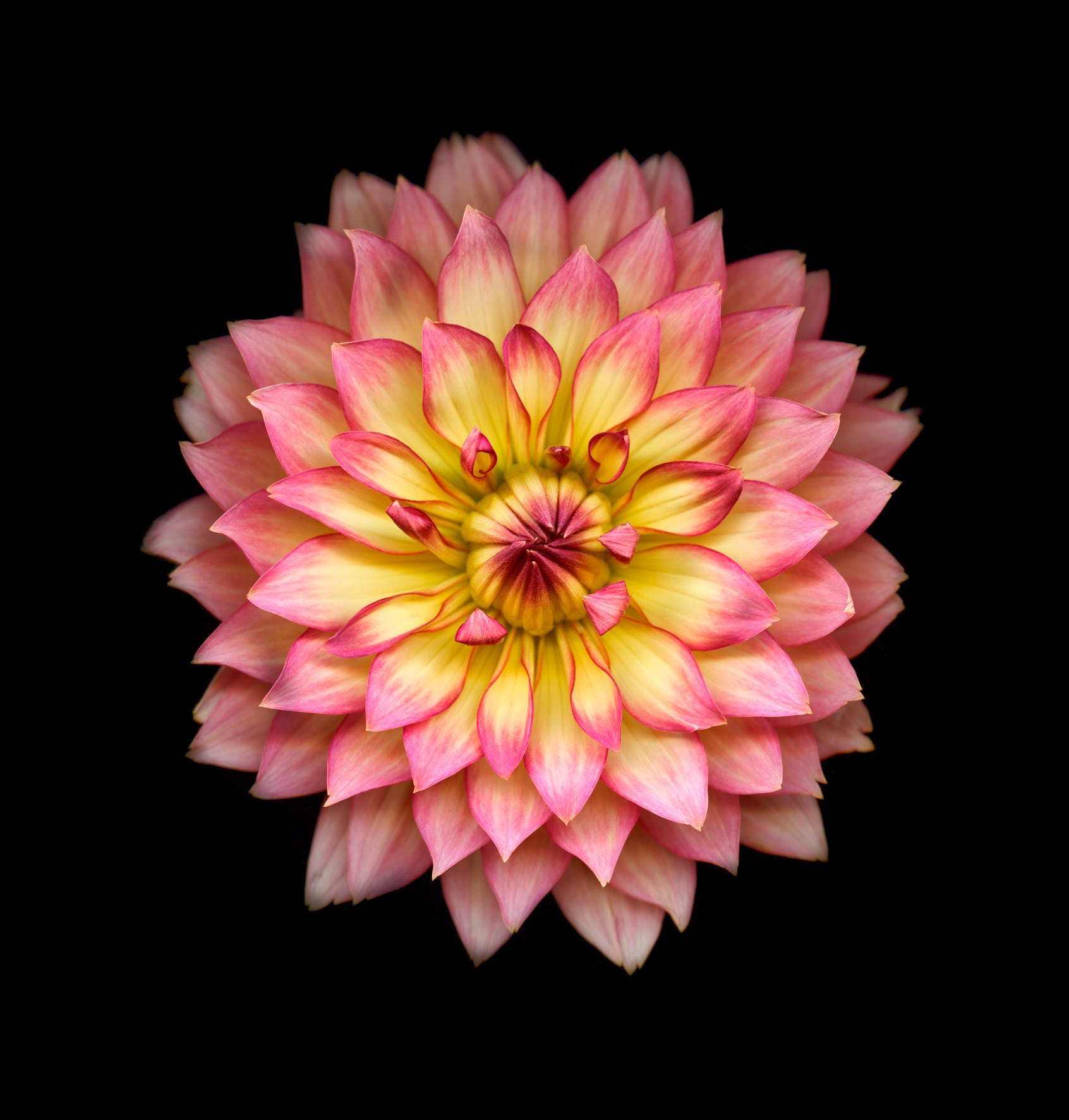 Inside the Dahlia Wars - by Anne Helen Petersen