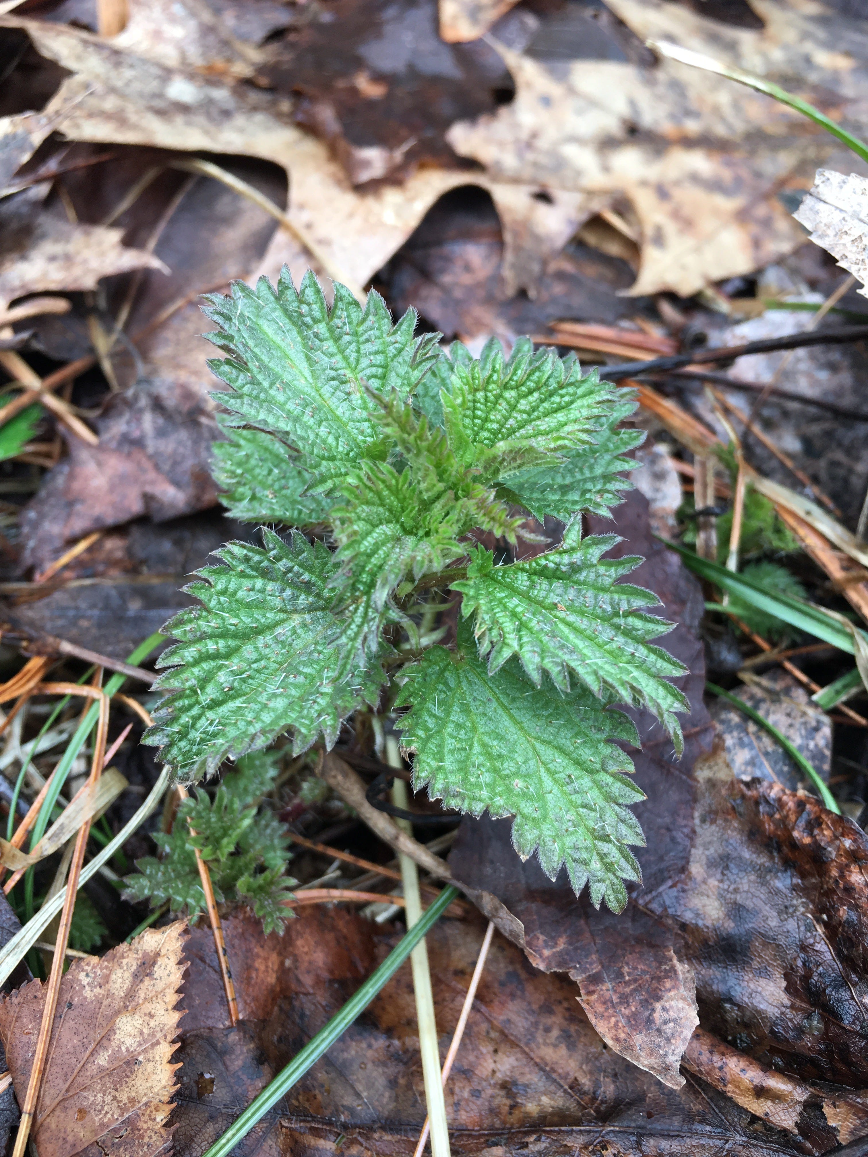 The Many Lives of Urtica dioica - by tonya lemos arts