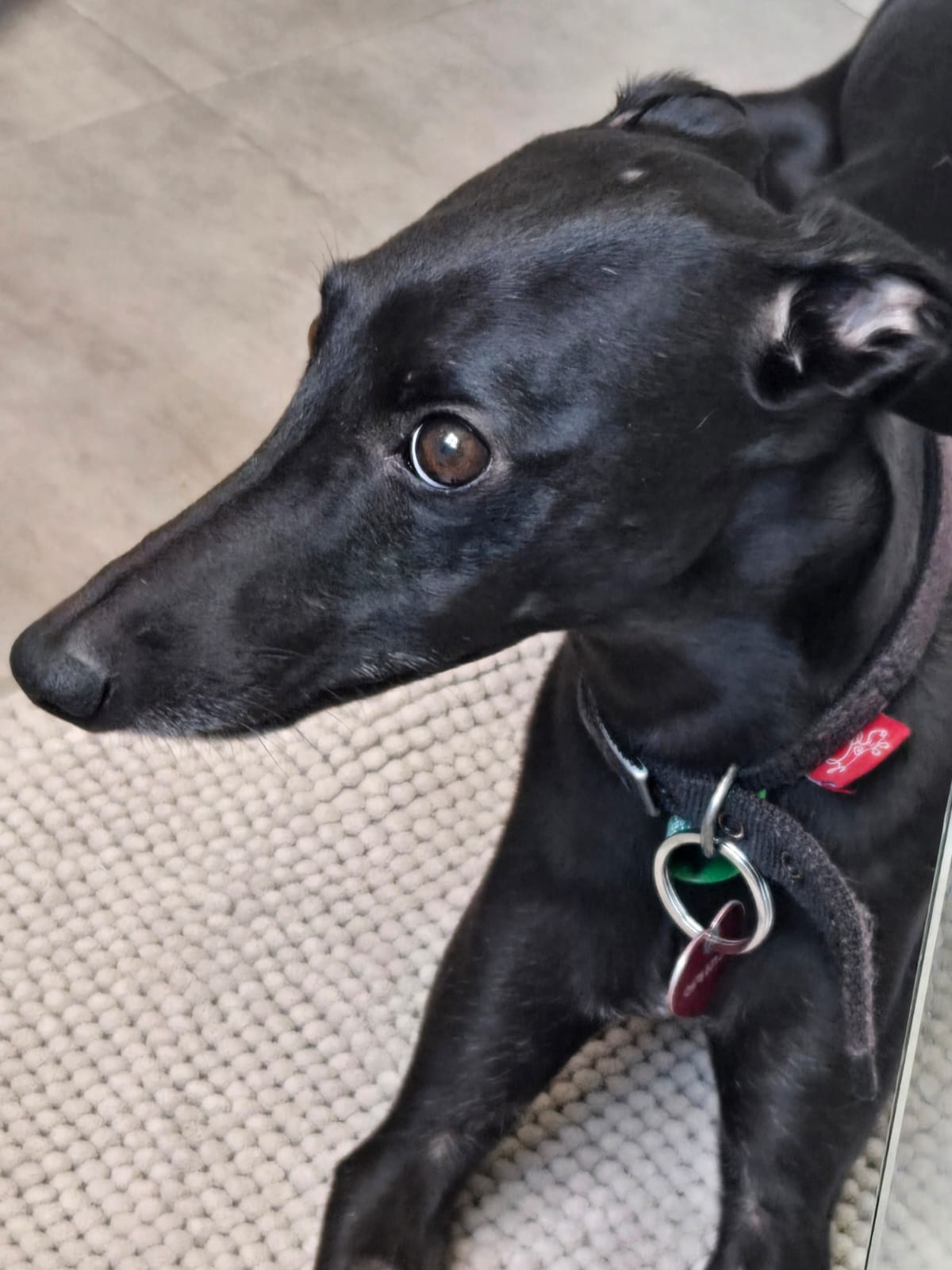 Hoolio Lives! - The World According to Fast Eddy