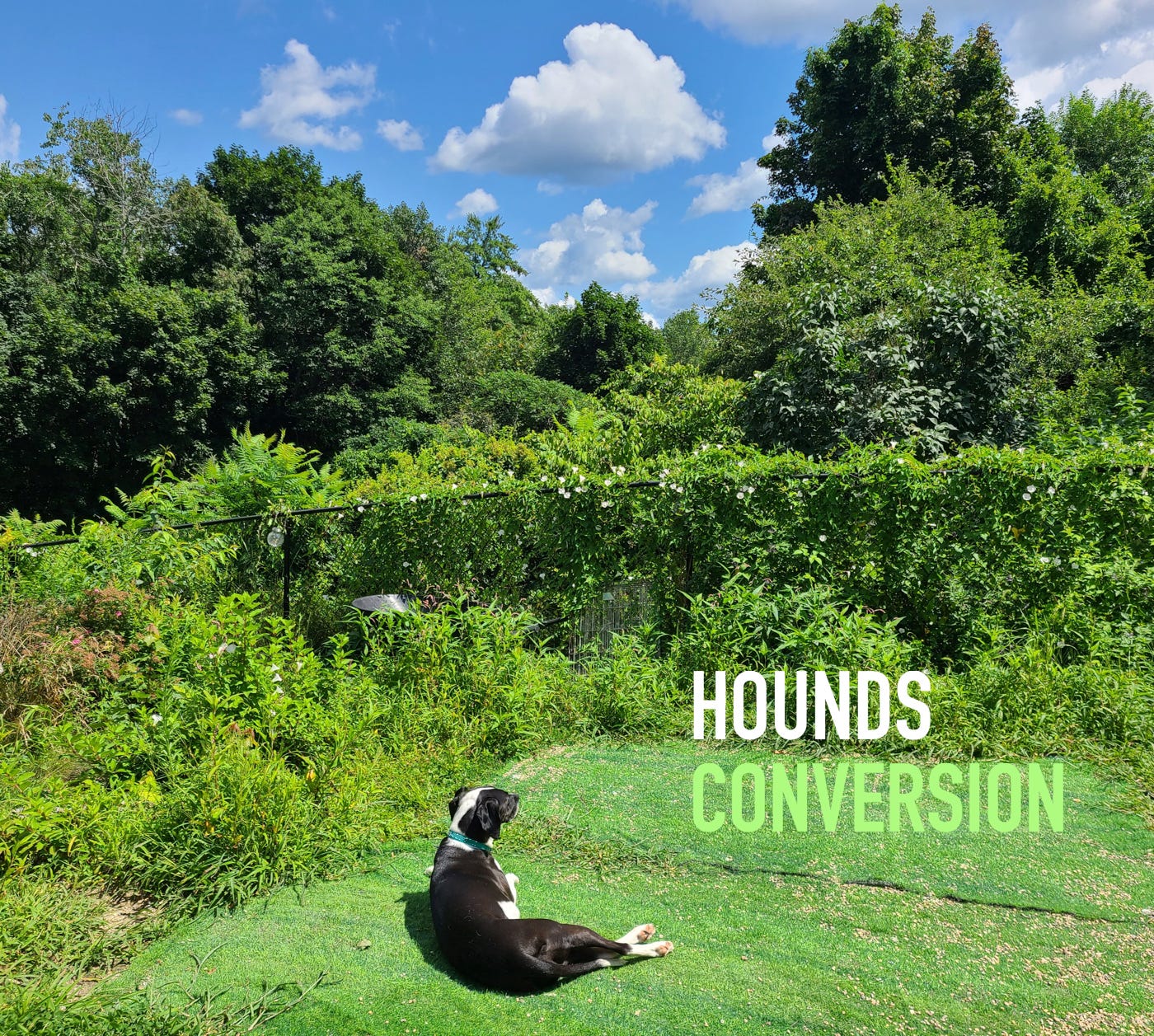 Hounds, Conversion (2023) - by Seth Abramson - Hounds