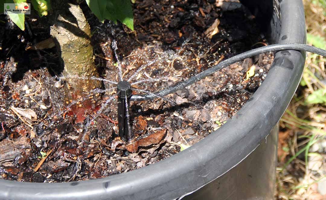 A Guide to Growing Fruit Trees in Pots - Leaf, Root & Fruit