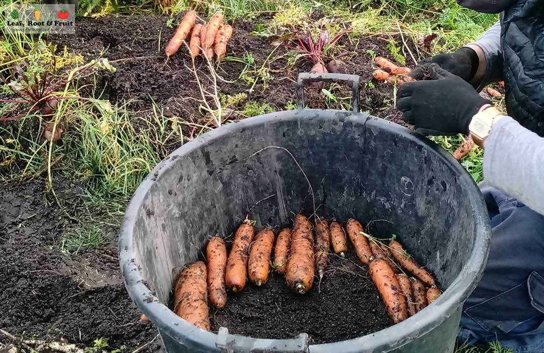 Storage Options for Fresh Produce - by Duncan Cocking