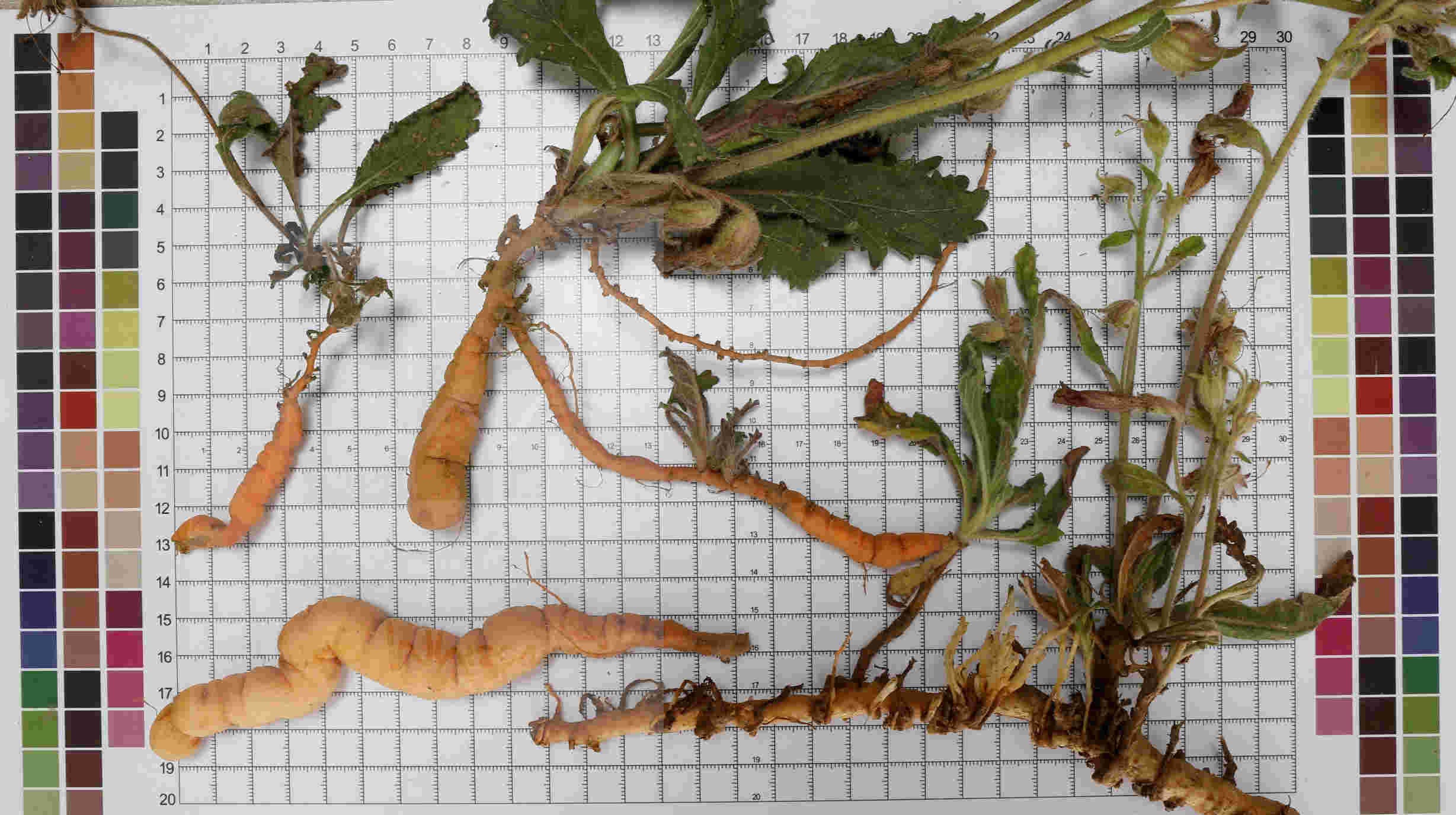 Processing Chinese Herbs: Unraveling the Art of Páozhì