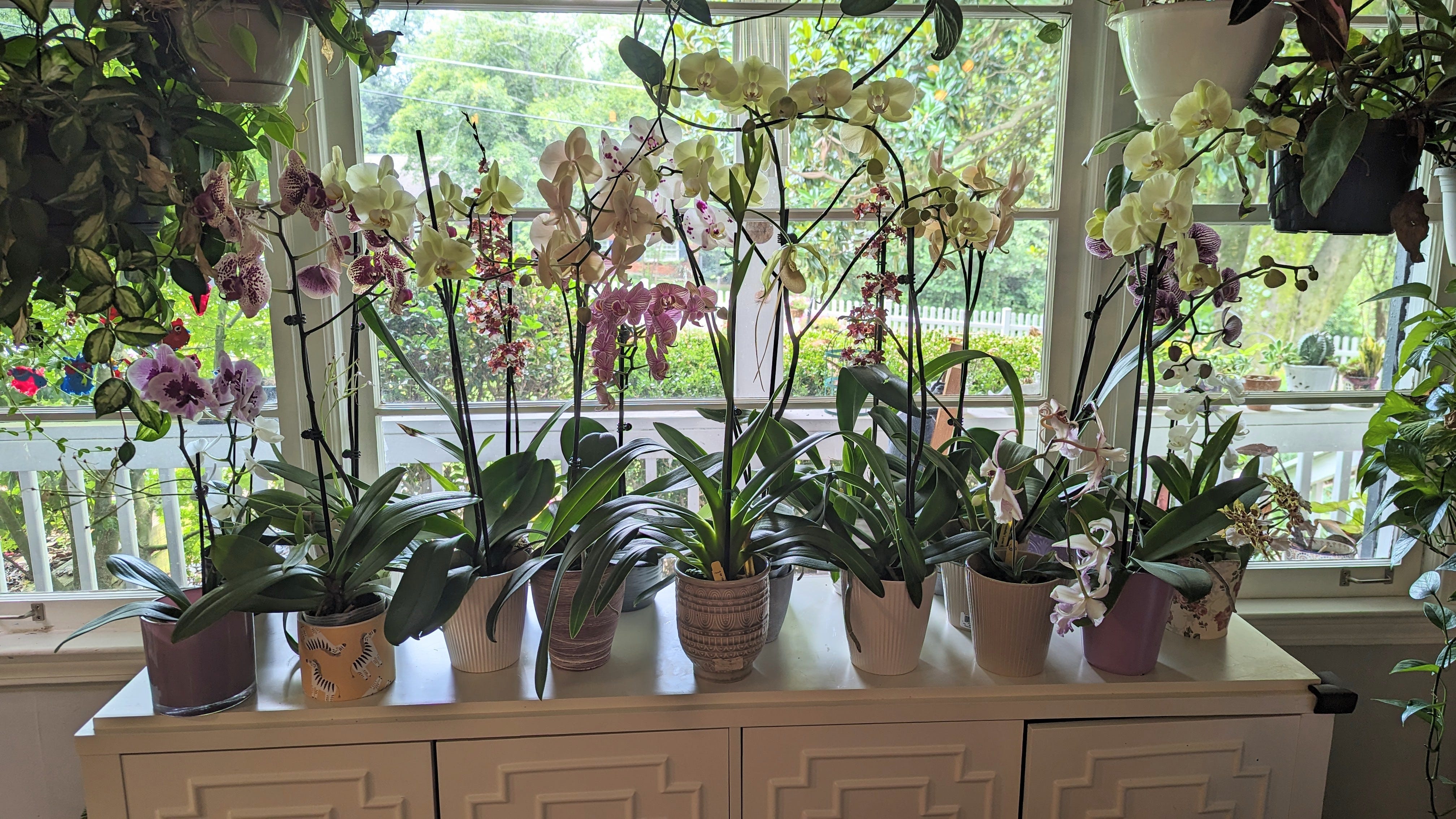 My favorite super-easy plants - by Zawn Villines