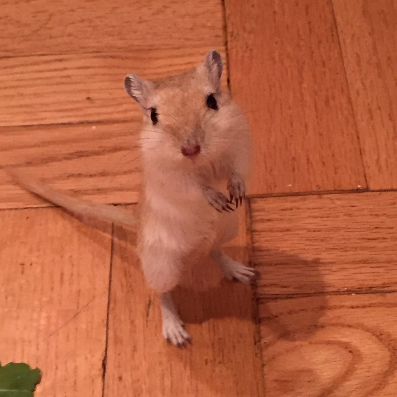 Geoff Rodkey | Substack