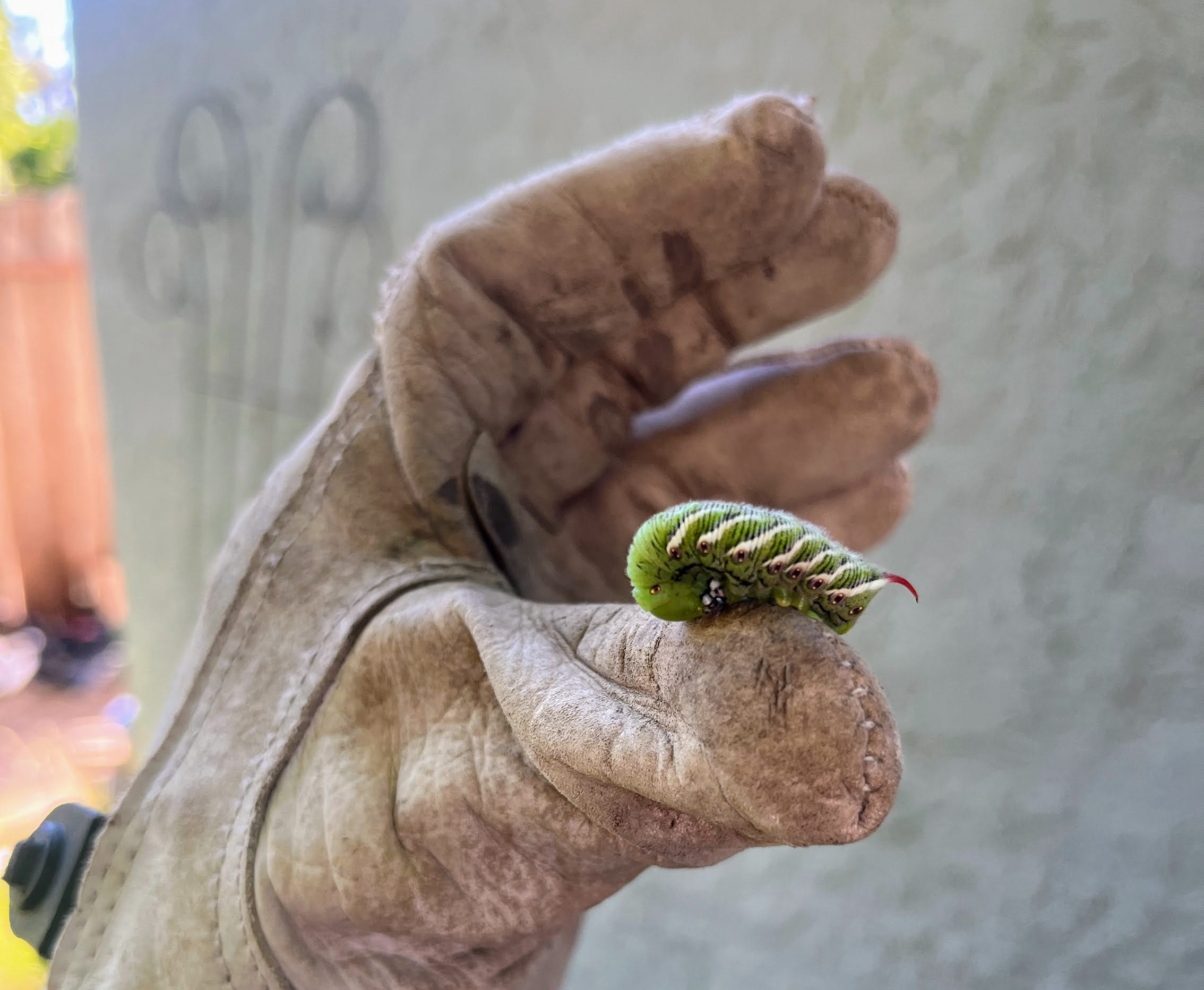 I Murdered a Caterpillar - by Aaron Rickel Jones