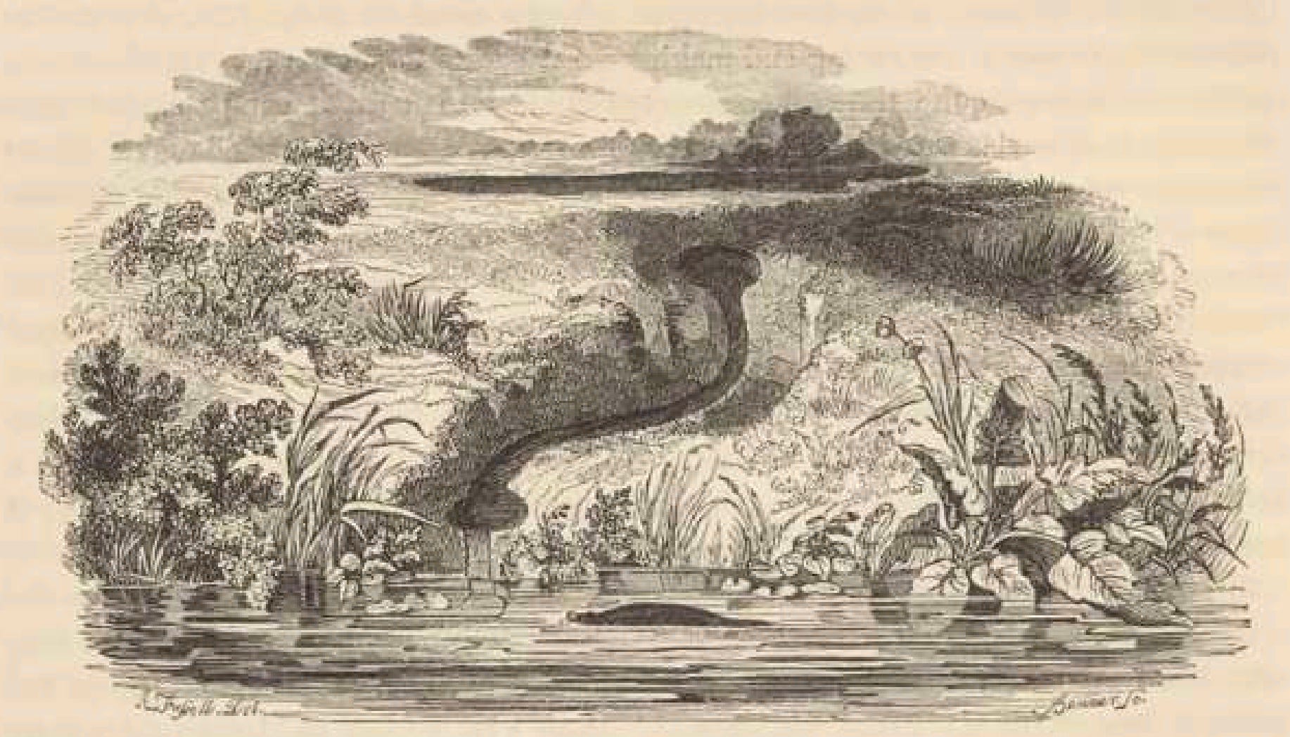 Eastern Naturalist 16 - by Steve James Chivers