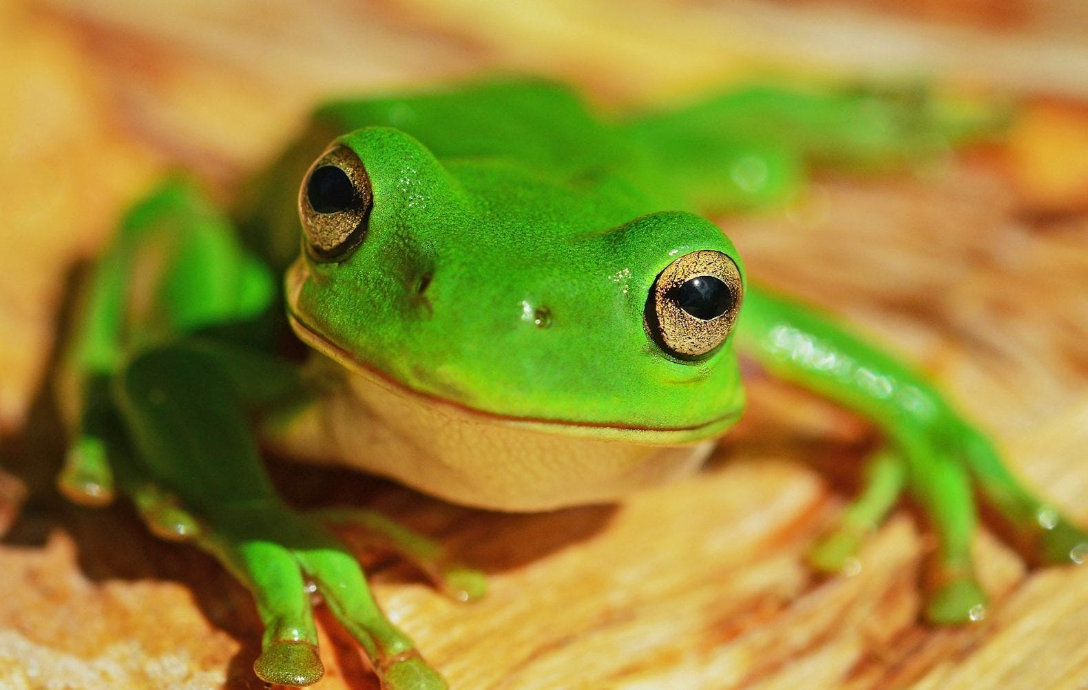Frogs and tarantulas have a symbiotic relationship