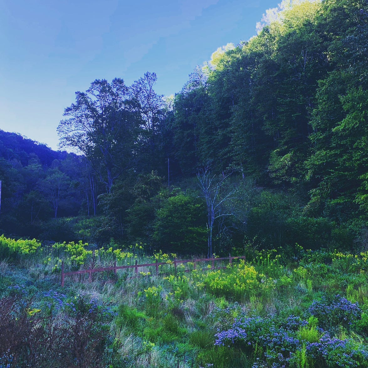 A Salad Celebration 🎉 - by emily nunn
