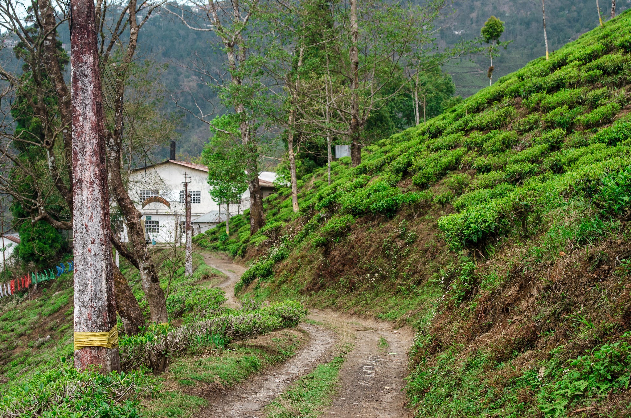 Introducing Leafhopper, an insider's guide to the tea world