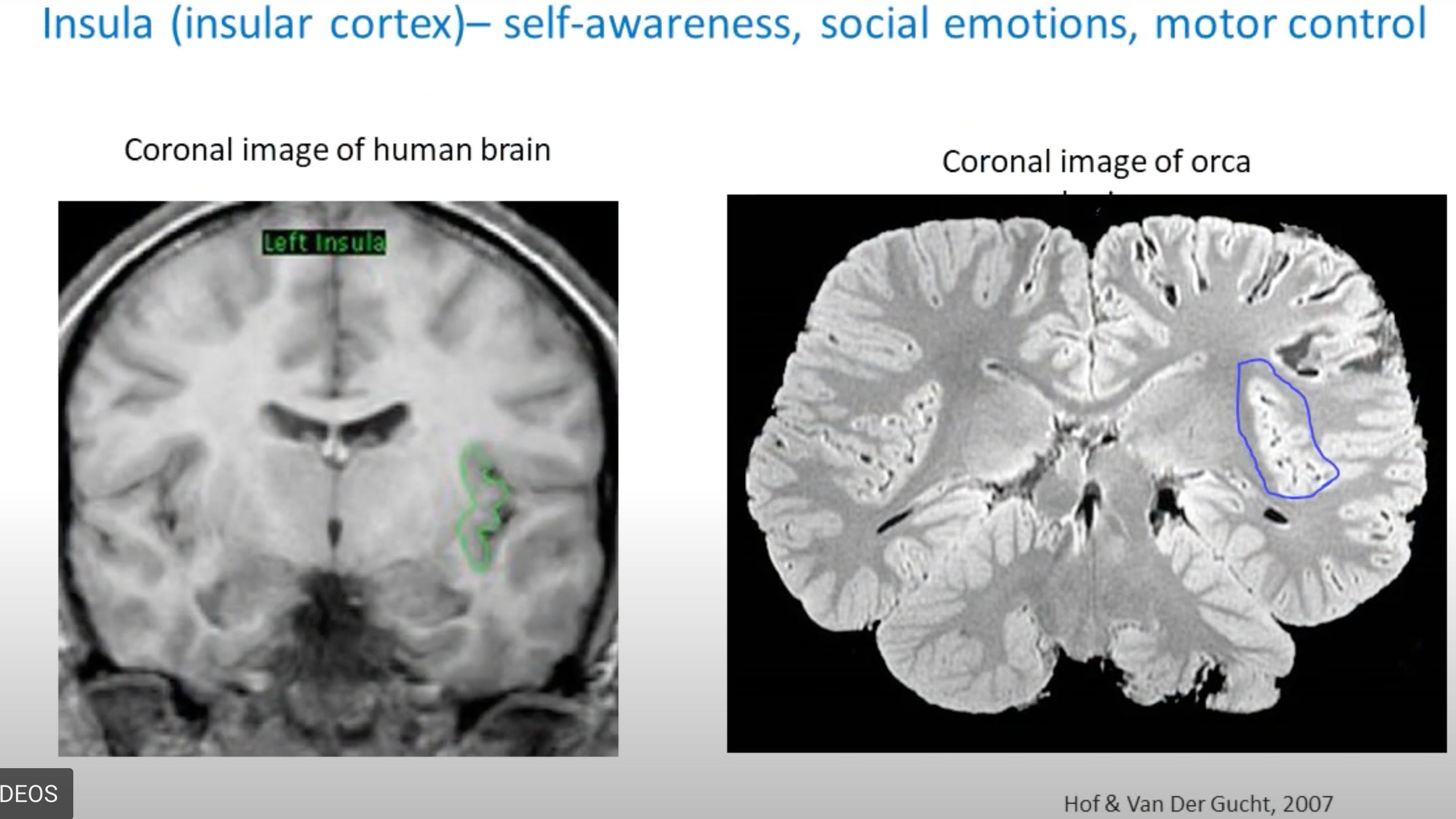 Do Orcas Think Like Humans? - by Prema Smith
