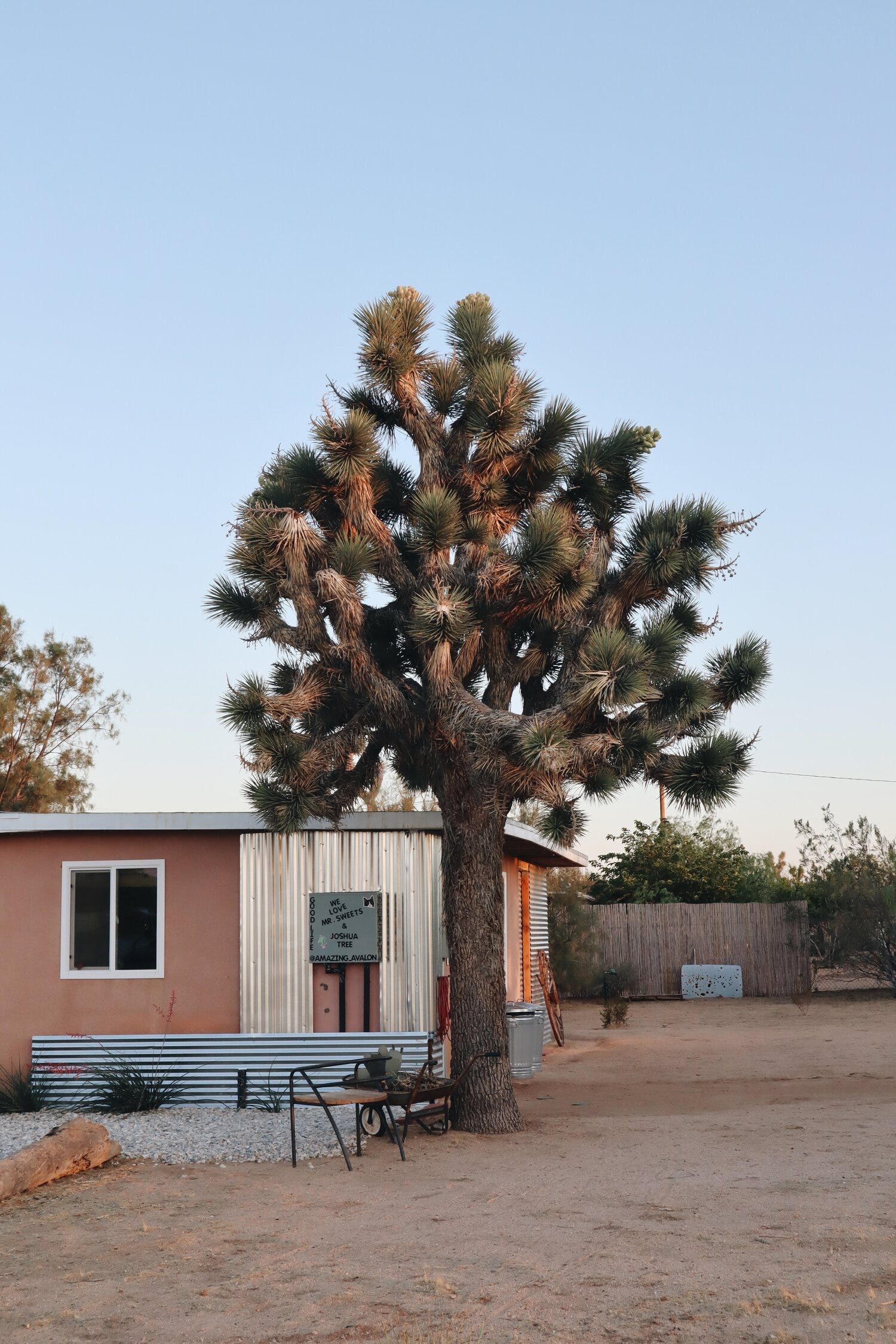 travel guide: joshua tree - by Maggie - early bird